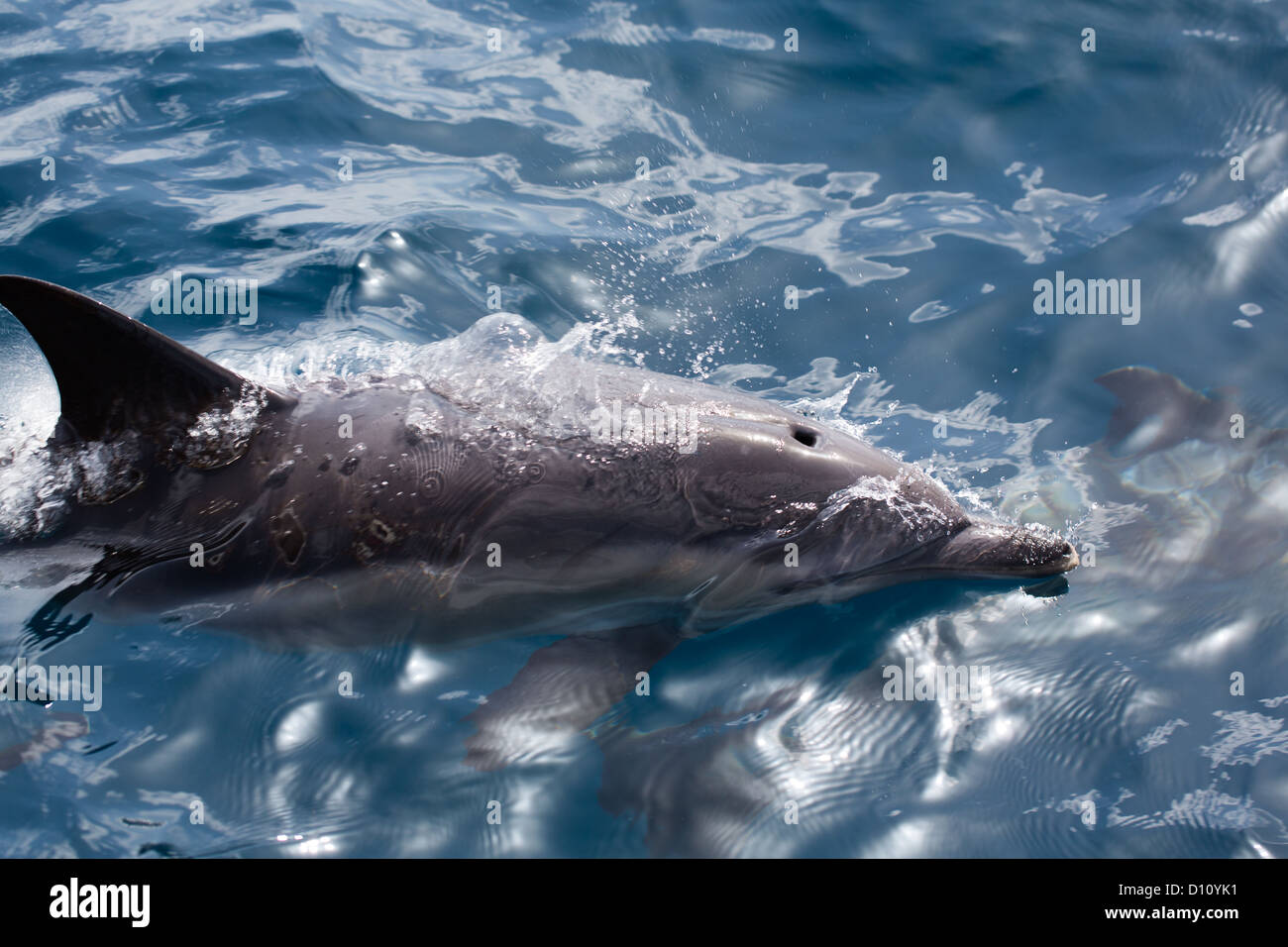 Dolphins Latest High Resolution