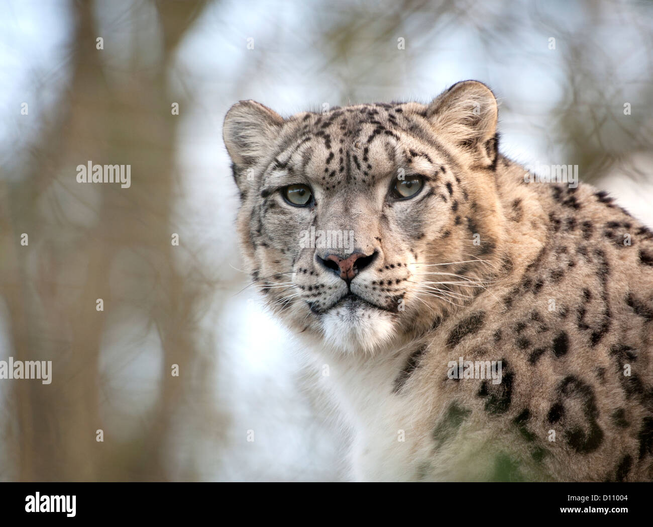 Male snow leopard looking towards camera Stock Photo - Alamy