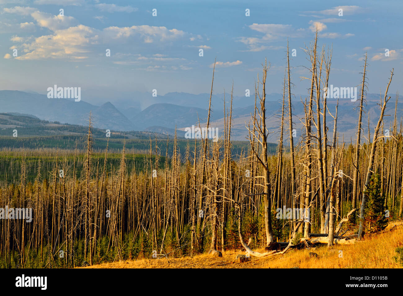 Dead tree snags killed by a forest fire and regenerating forest ...