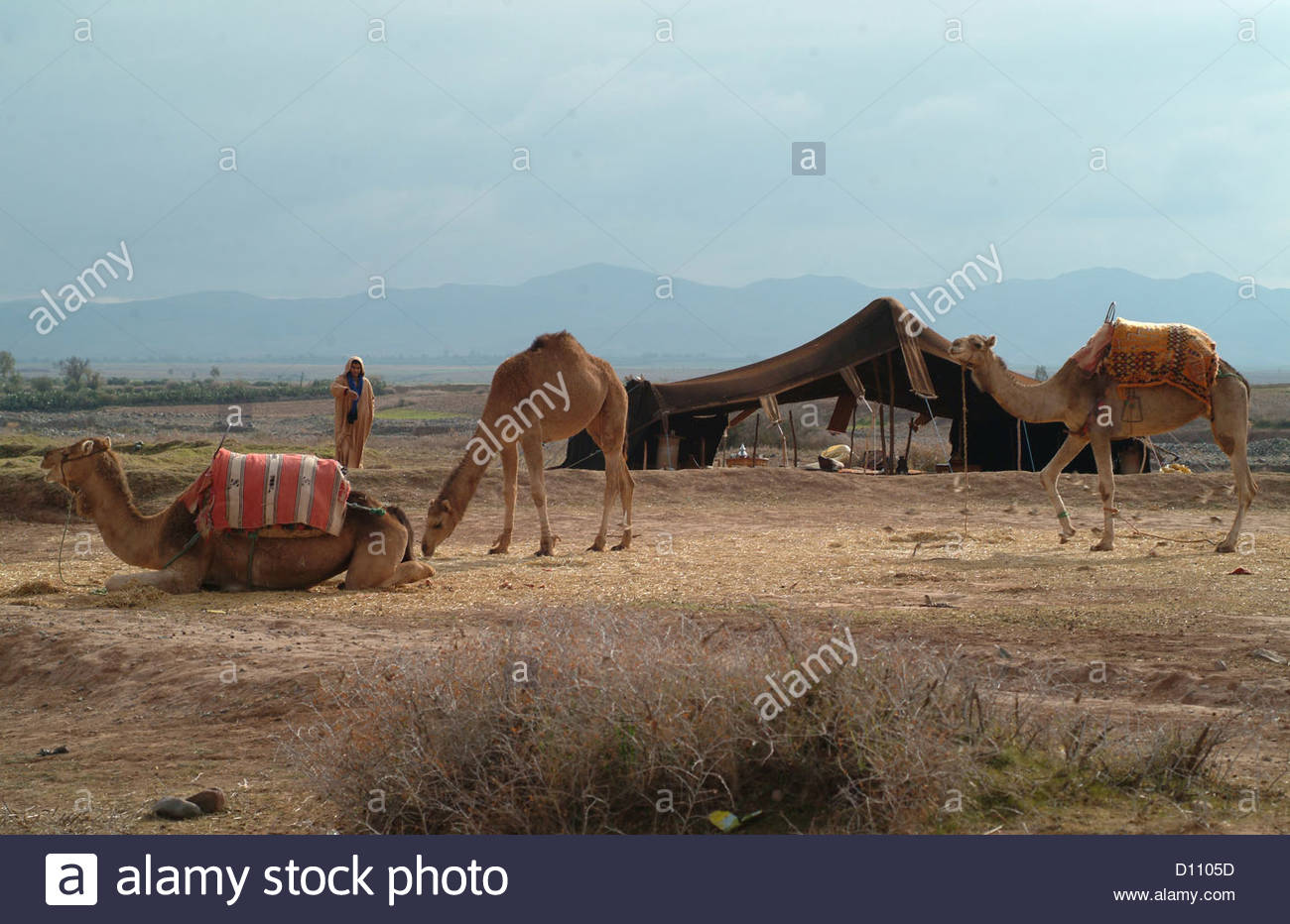 Camel Load African Desert Stock Photos & Camel Load African Desert ...