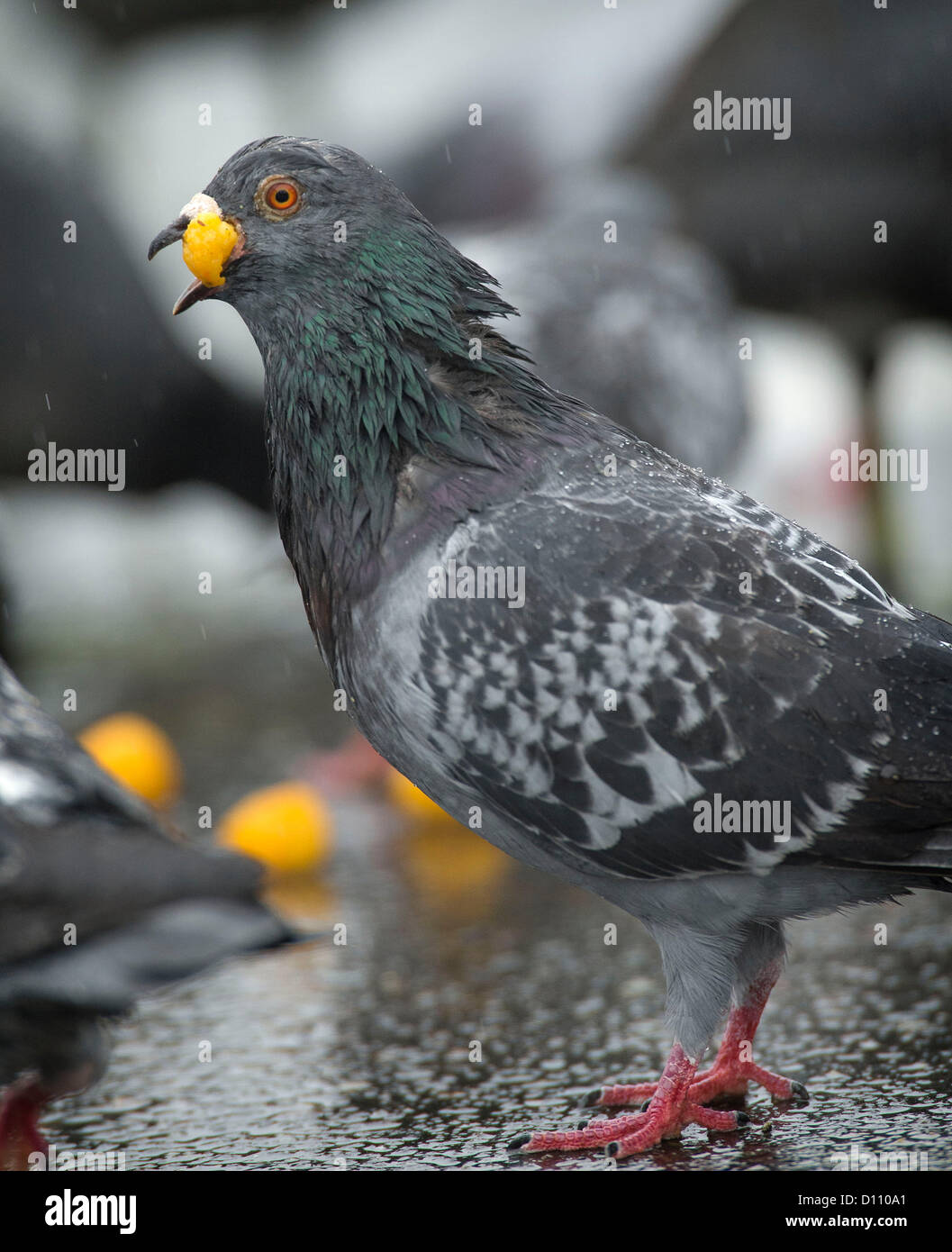 Puff pigeon hi-res stock photography and images - Alamy