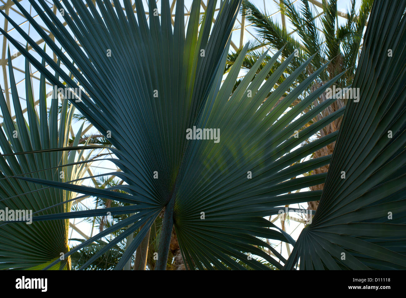 River bottom palms or Bismarckia nobilis plants at botanic garden in ...