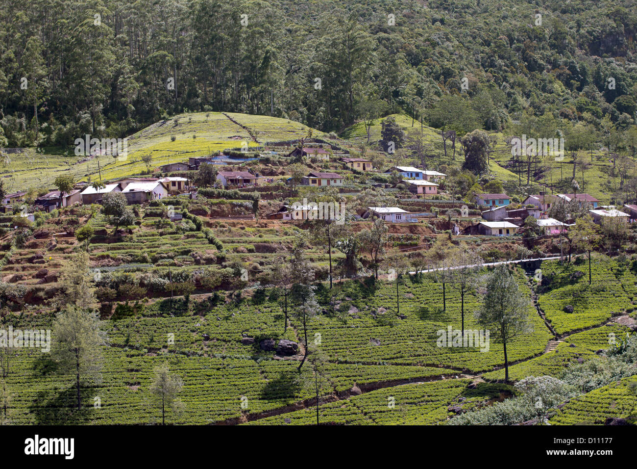 Sri Lanka tea garden mountains in nuwara eliya Stock Photo - Alamy