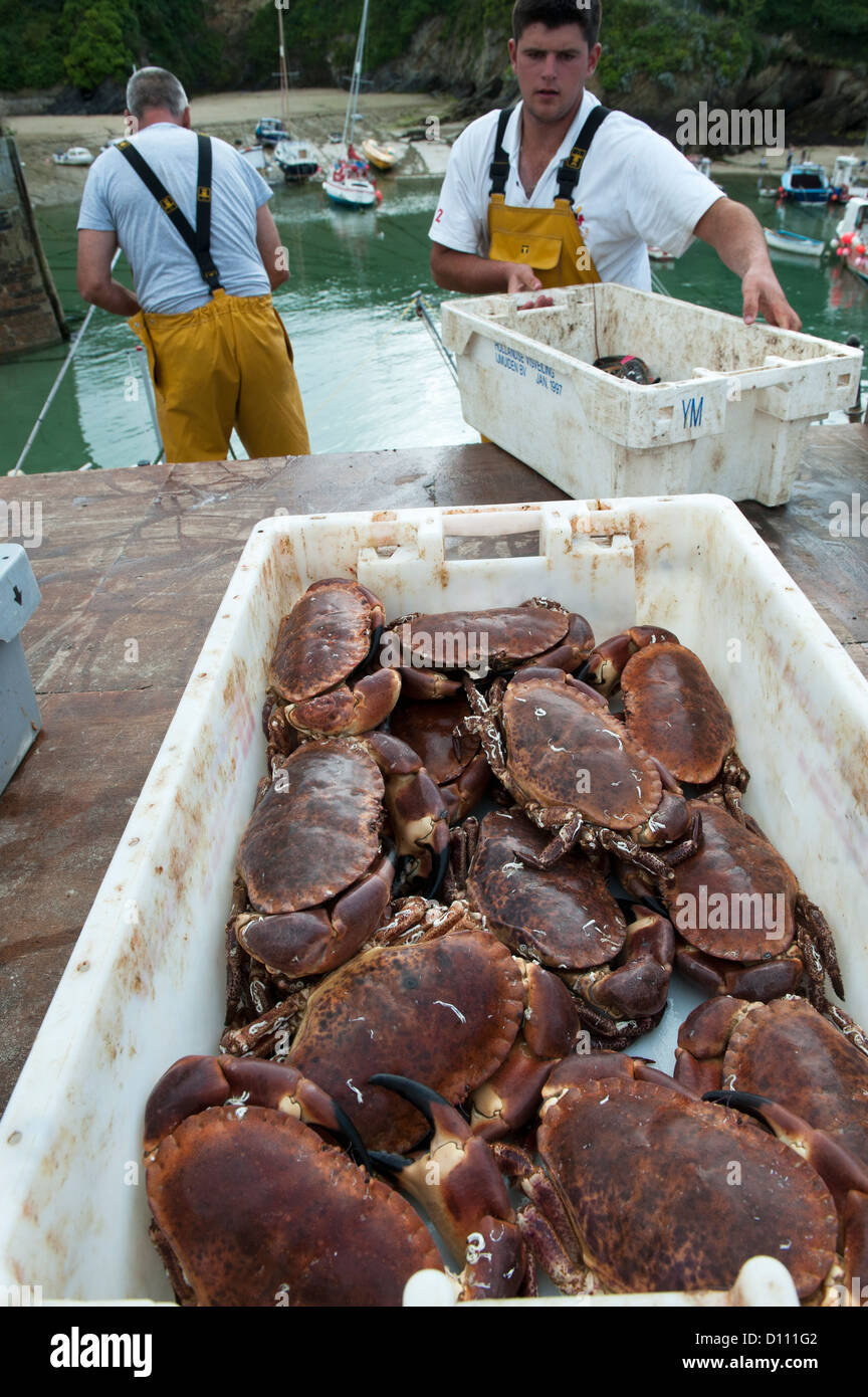 Landing Crabs at Newquay harbour, Cornwall Stock Photo - Alamy