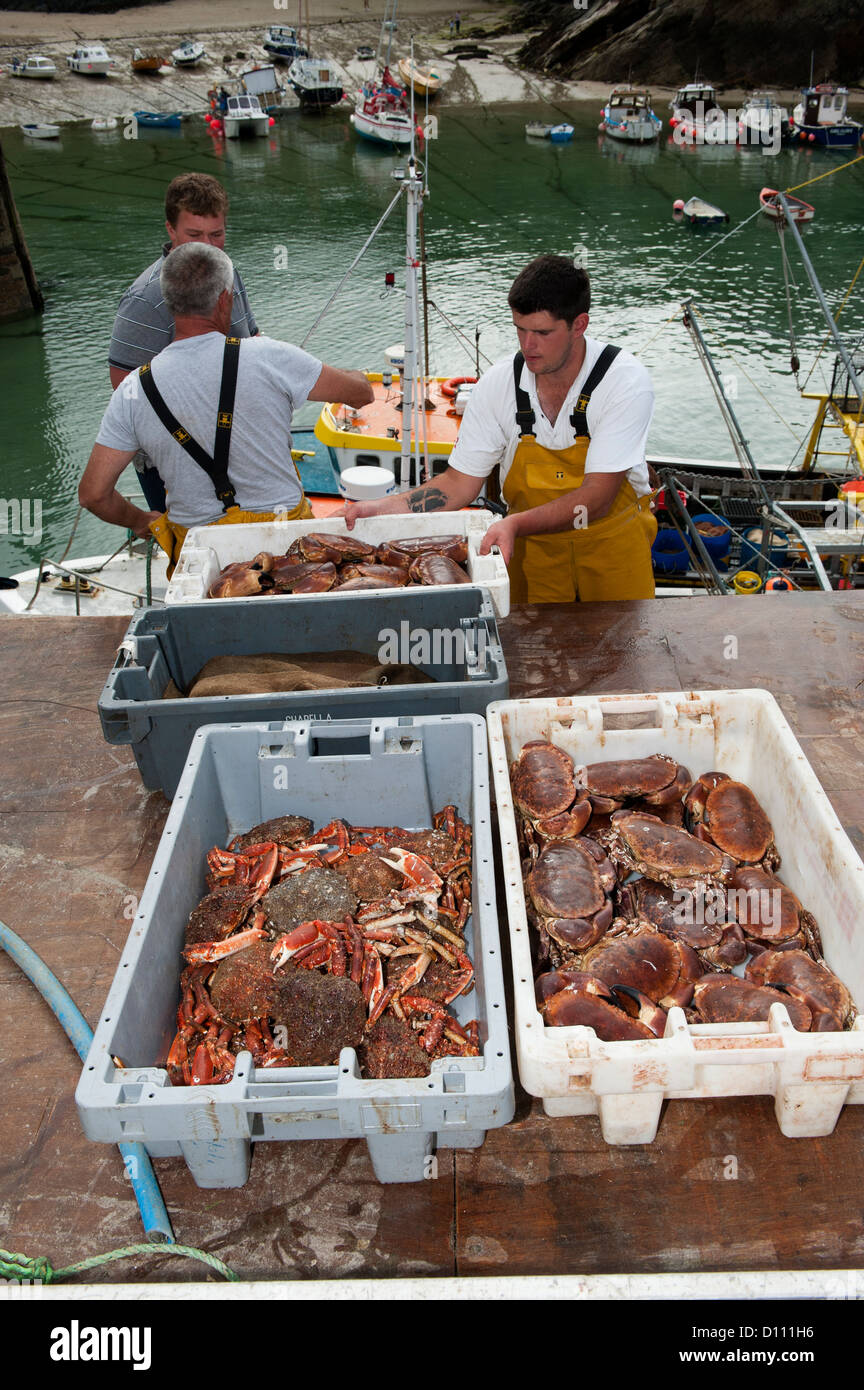 Landing Crabs at Newquay harbour, Cornwall Stock Photo - Alamy