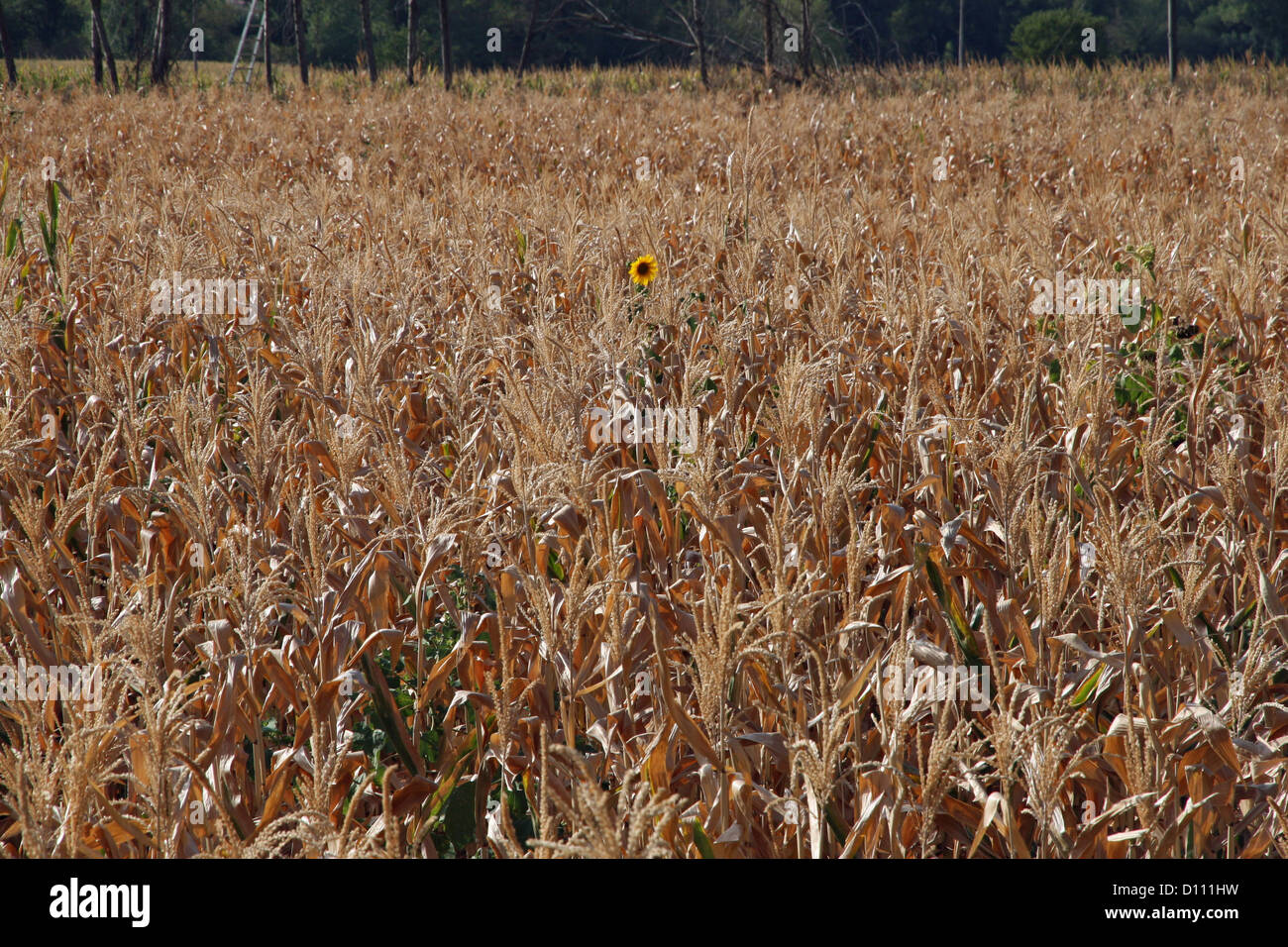 amazing yellow sunflower isolated amid the dry corn field Stock Photo ...