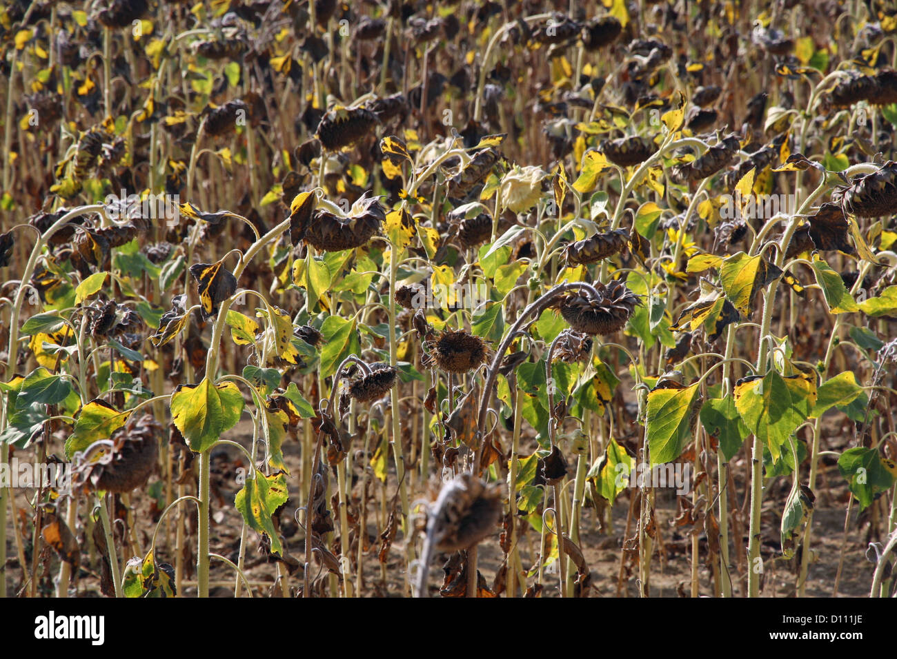 Sunflower flower buckets ready for harvesting for use its valuable ...