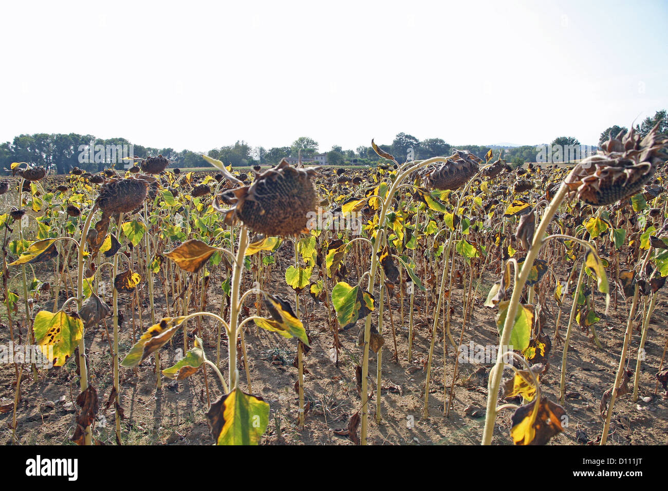 Sunflower flower buckets ready for harvesting for use its valuable ...