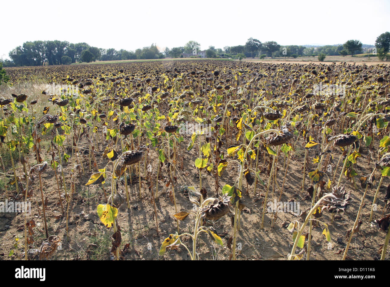 Sunflower flower buckets ready for harvesting for use its valuable ...