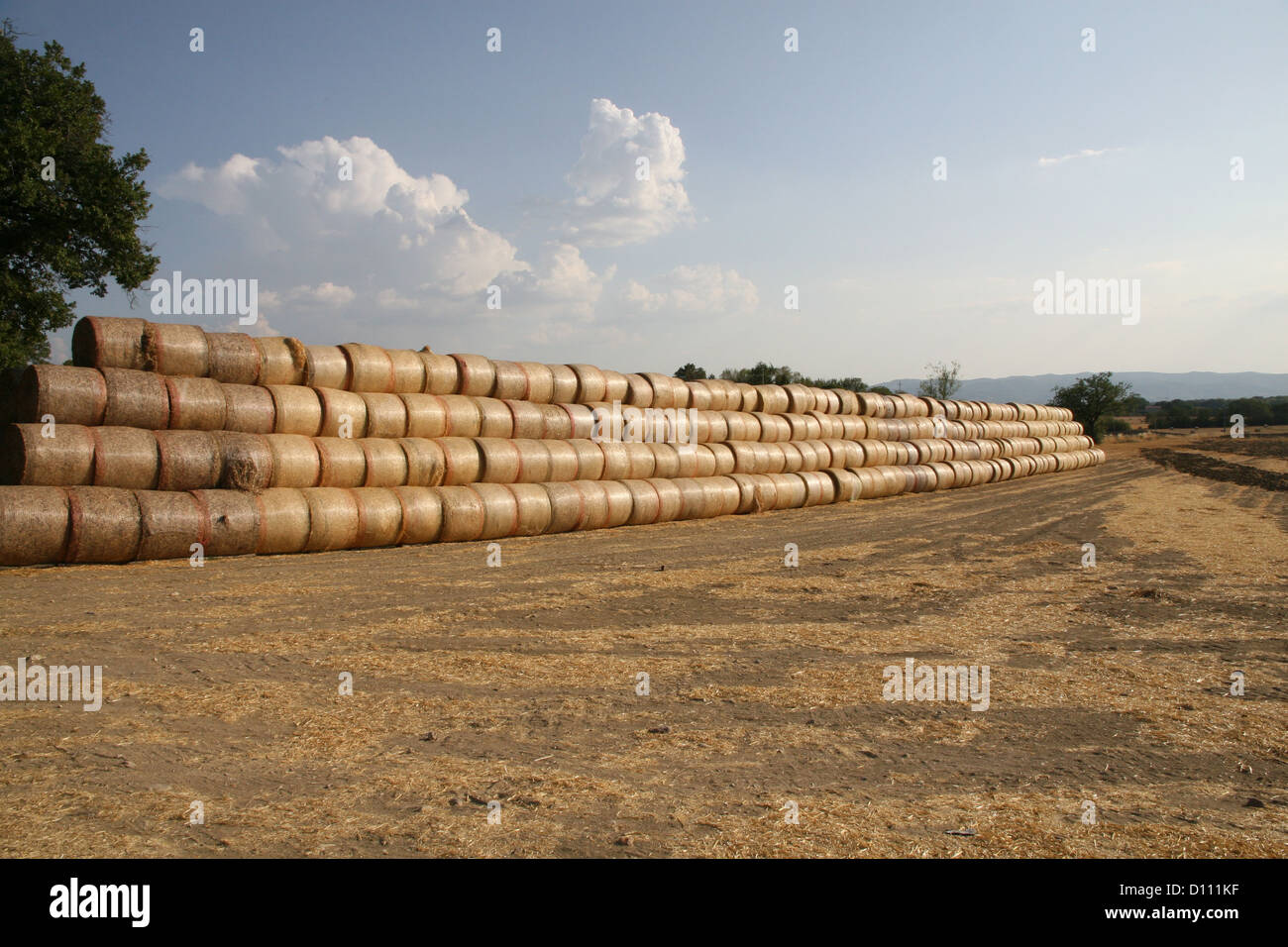 mountain of many bales of hay to dry the scorching sun in summer Stock ...
