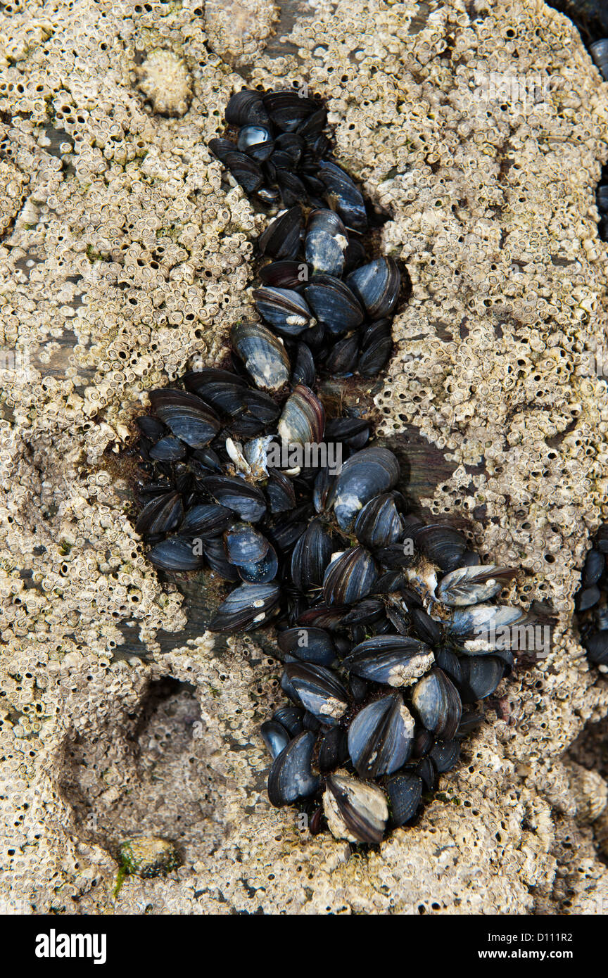 Common rock barnacle hi-res stock photography and images - Alamy