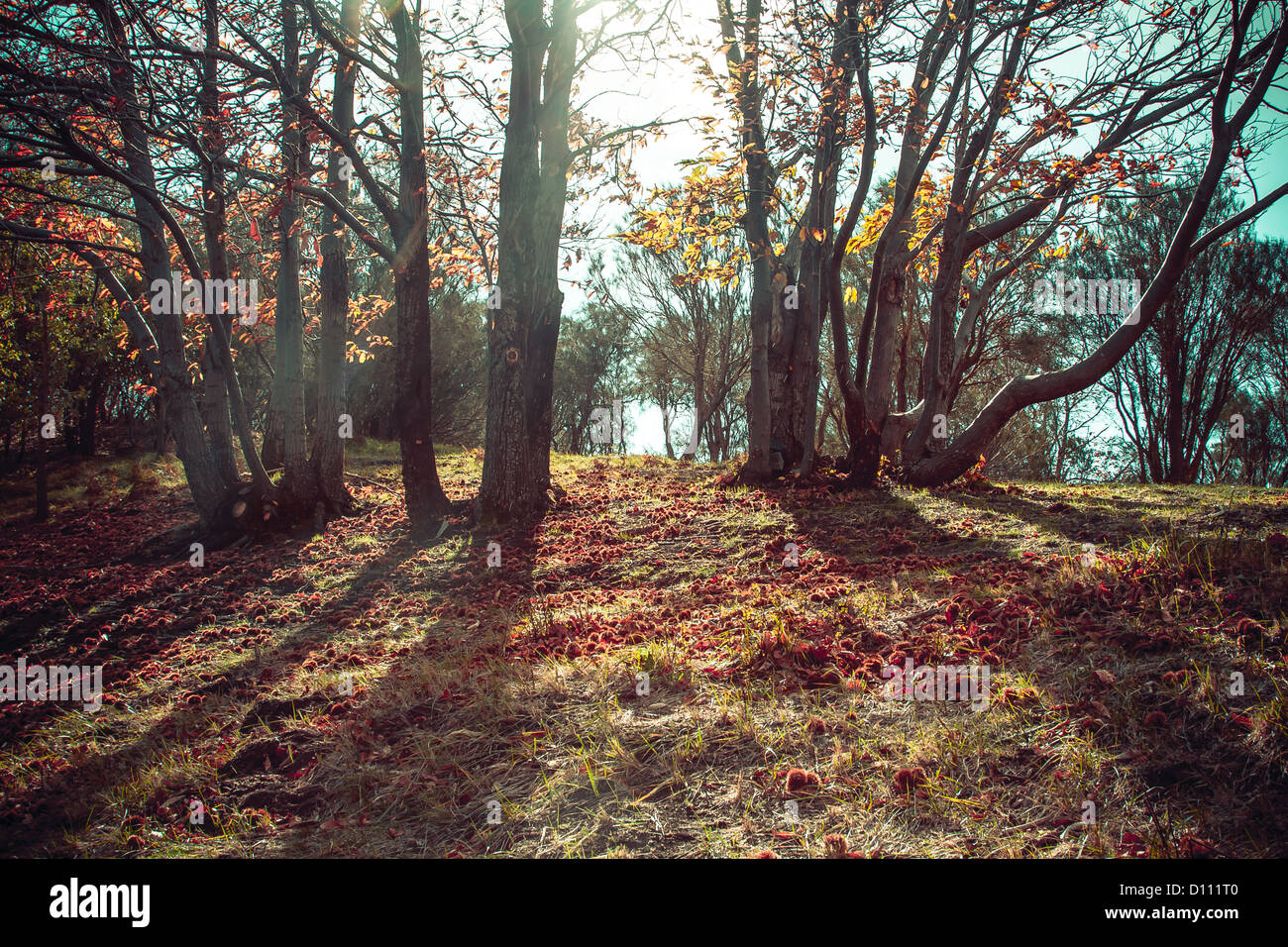 Old beech forest hi-res stock photography and images - Alamy