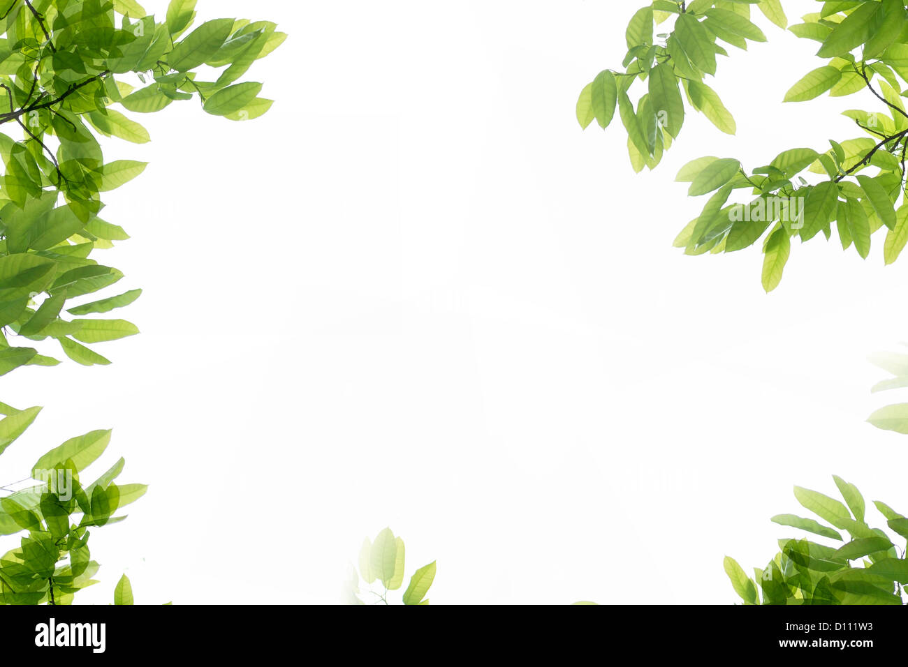 nature green leaf frame background Stock Photo - Alamy
