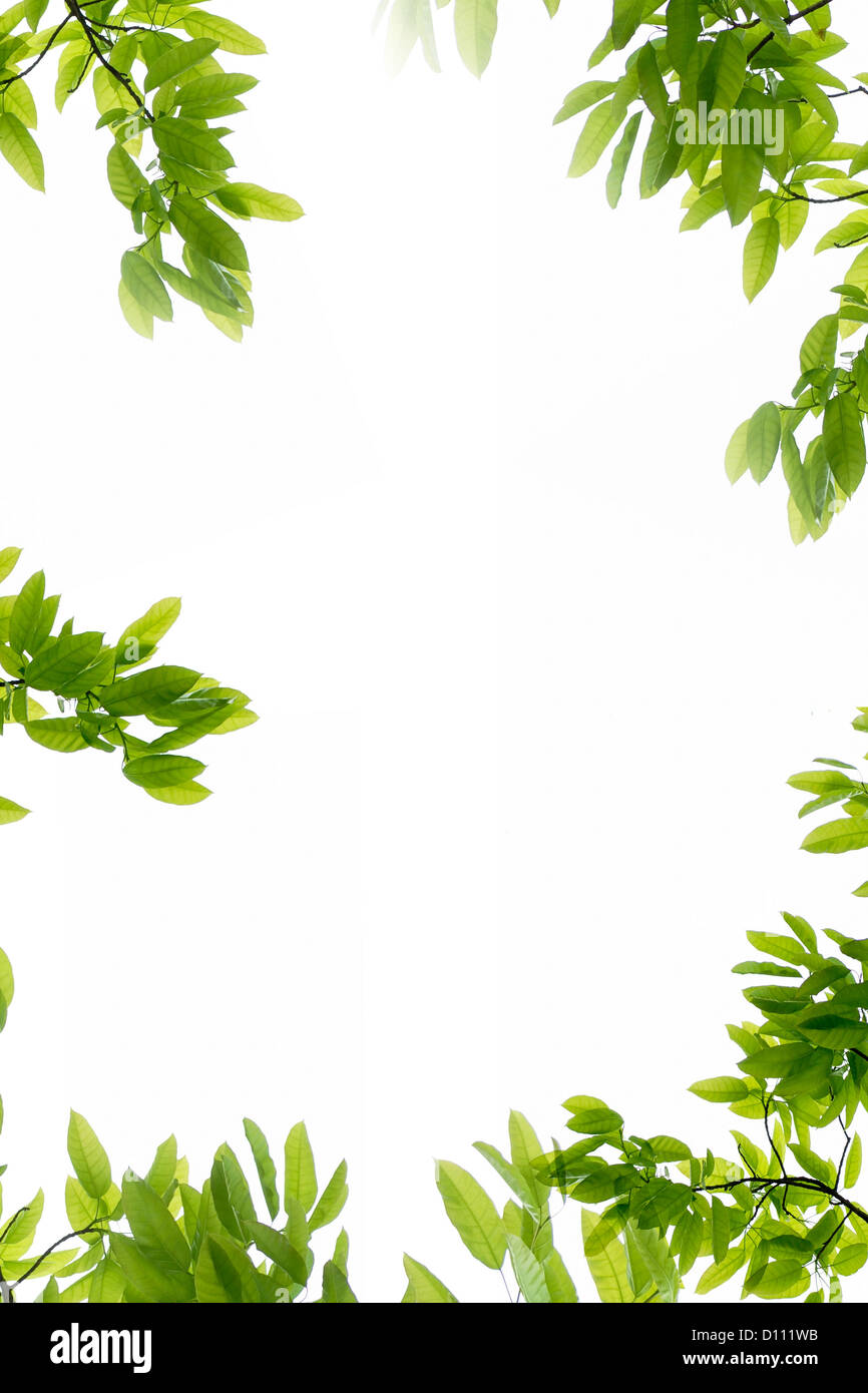Leaf frame hi-res stock photography and images - Alamy