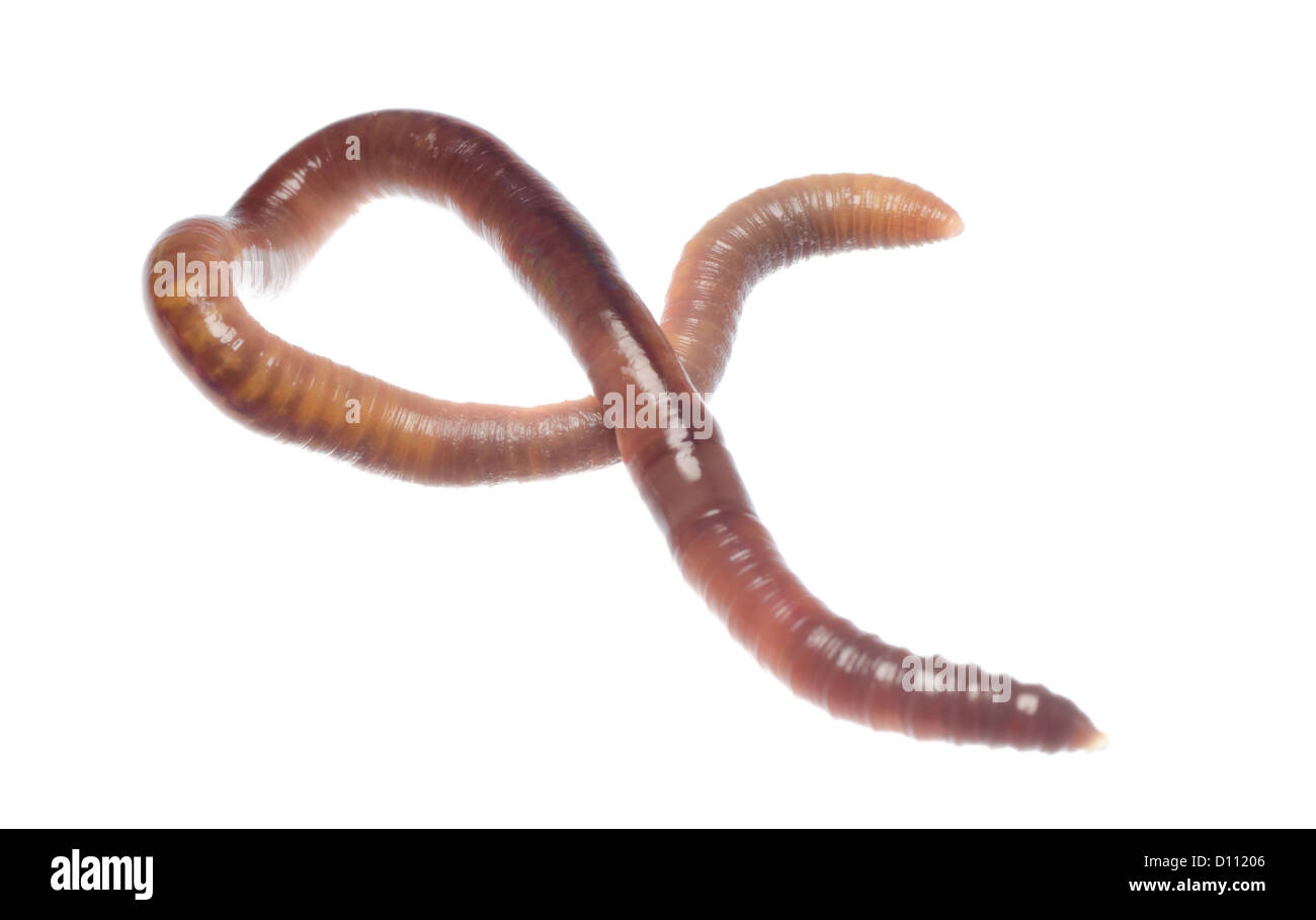 Animal earth hi-res stock photography and images - Alamy