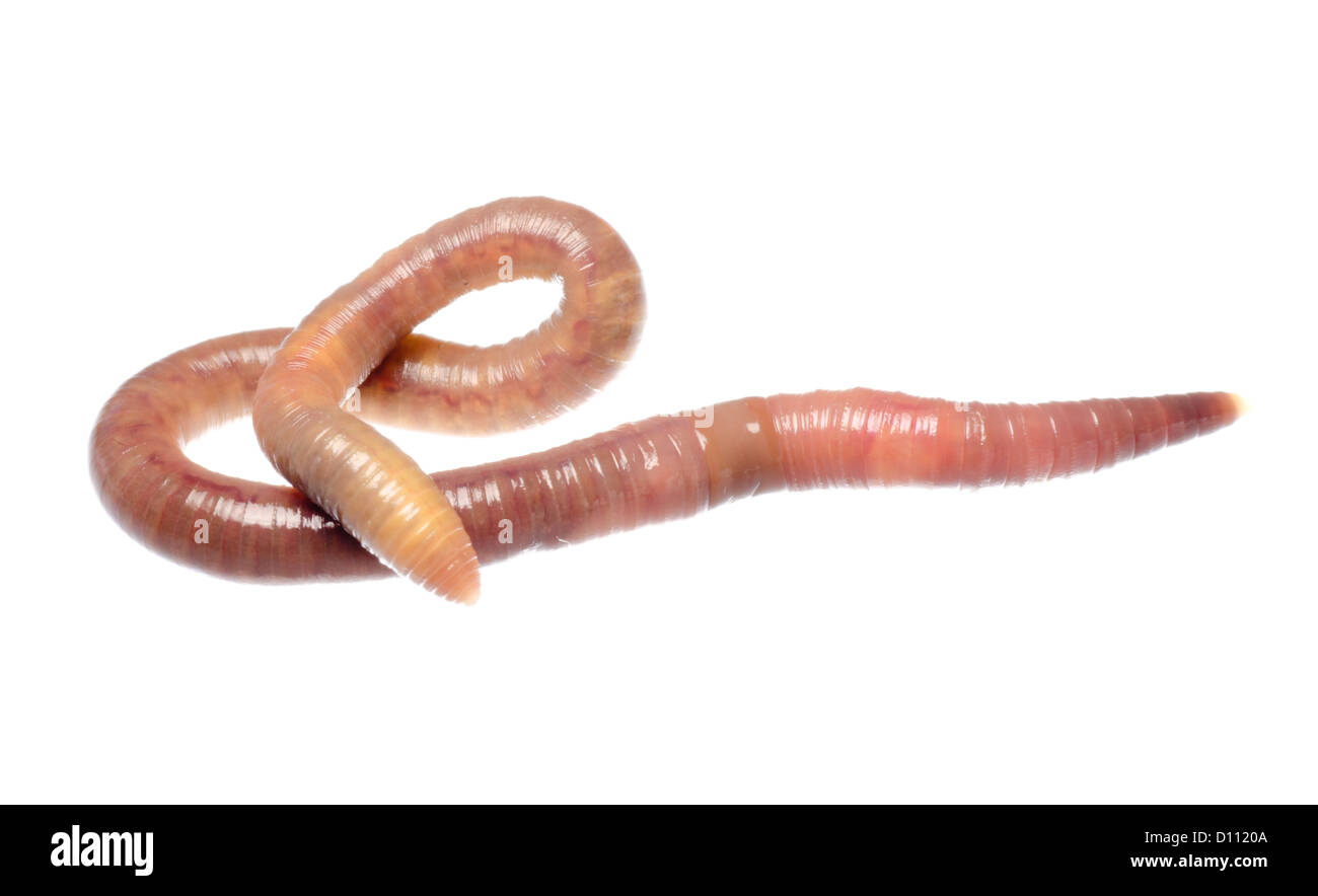animal earth worm isolated on white Stock Photo - Alamy