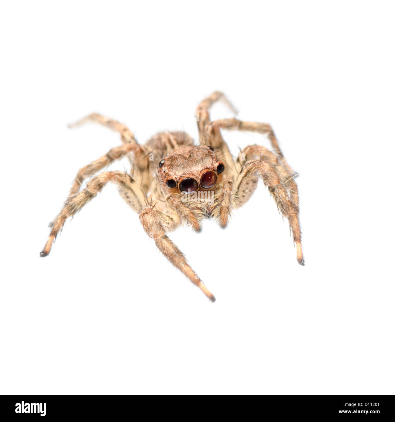 Jumping spider wildlife Cut Out Stock Images & Pictures - Alamy