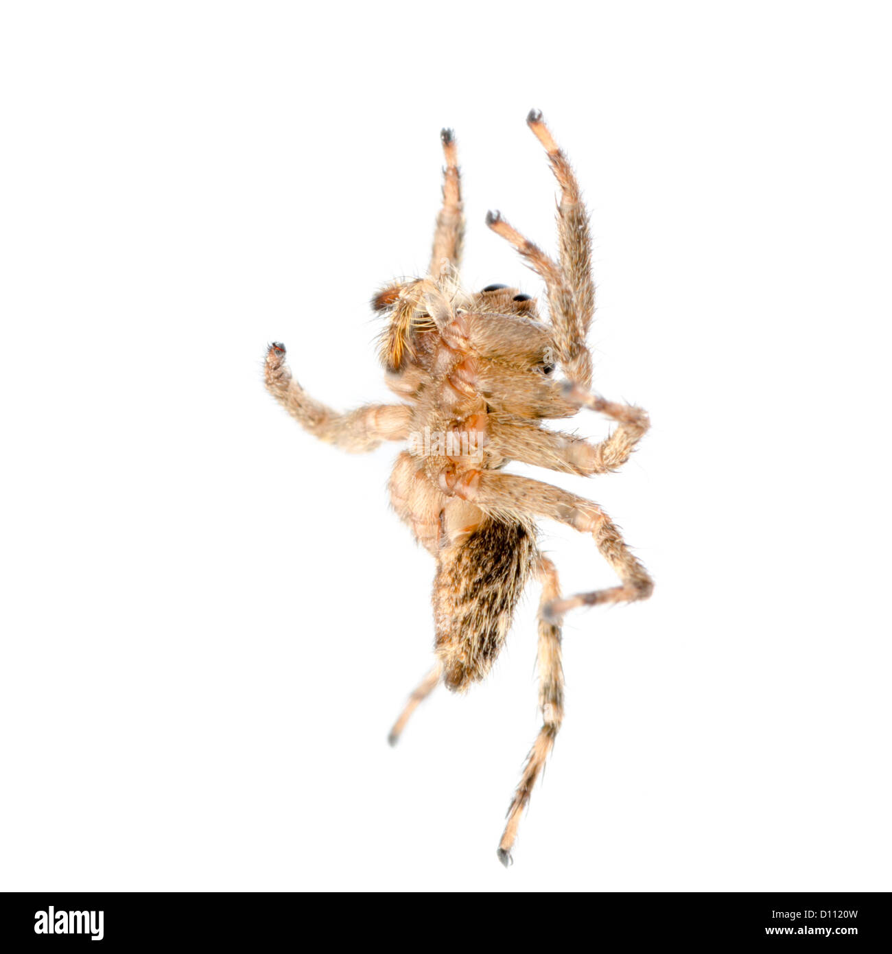 Closeup small jumping spider Cut Out Stock Images & Pictures - Alamy