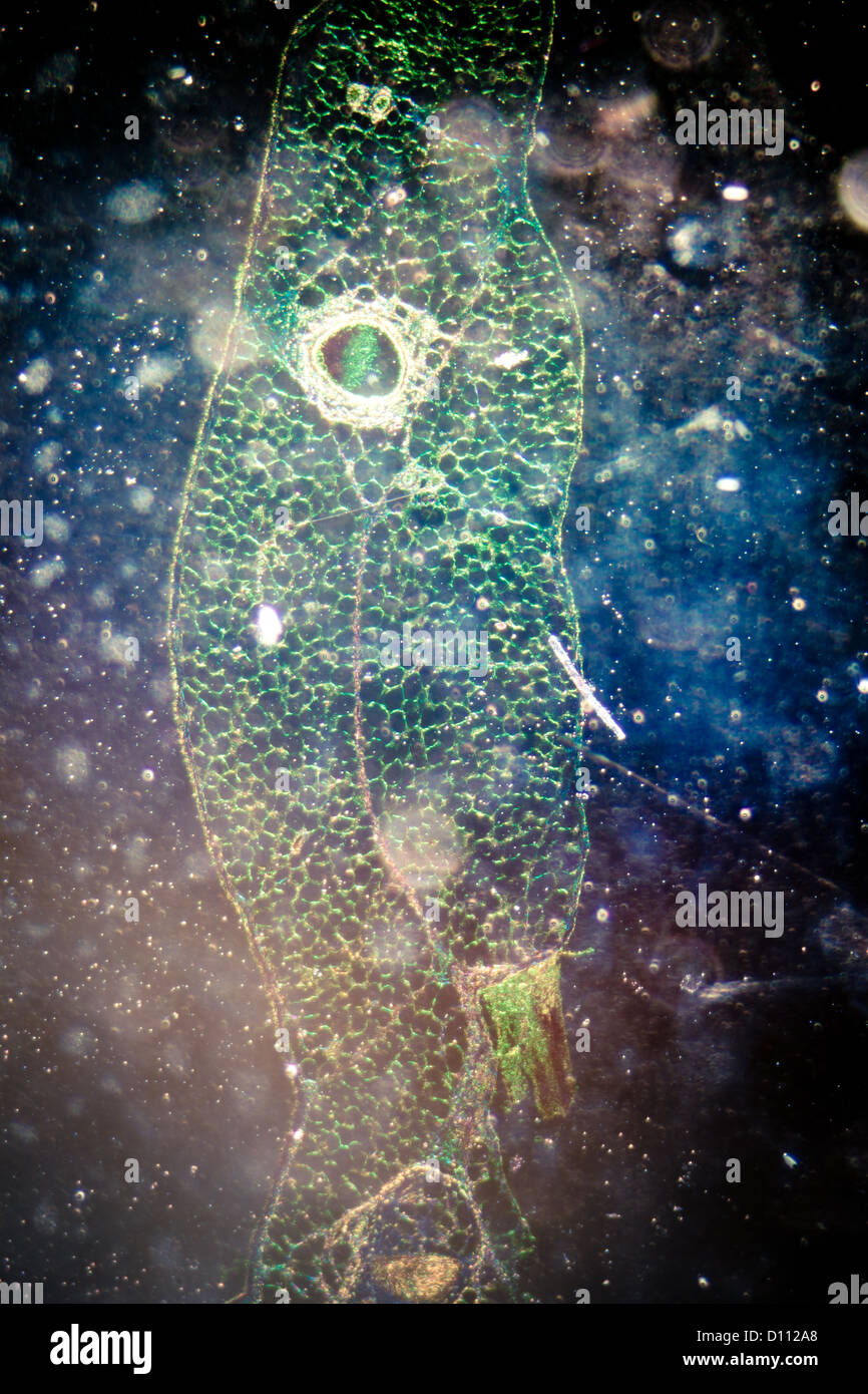 Photomicrograph artery and vein hi-res stock photography and images - Alamy