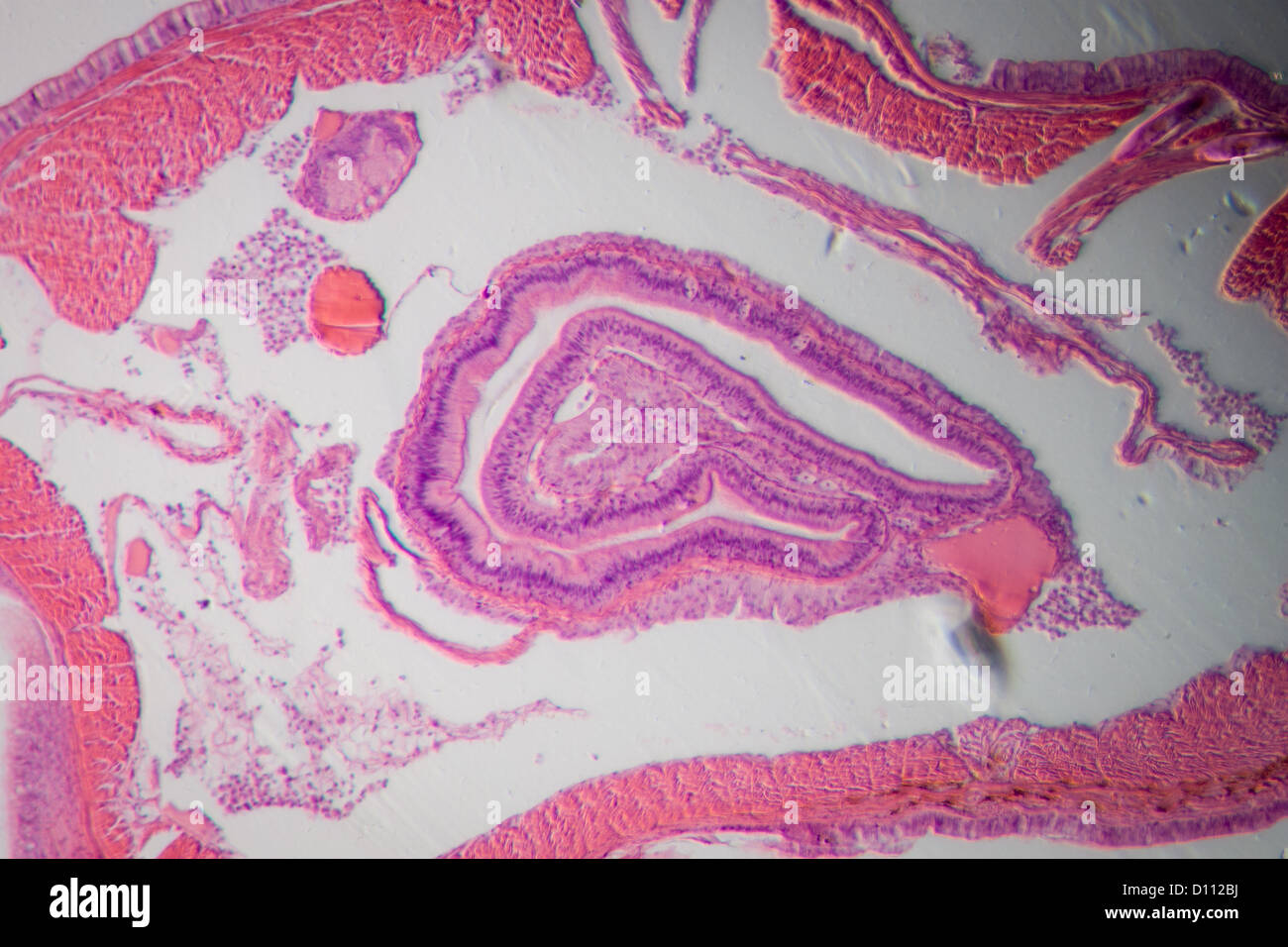Micrograph microorganism hi-res stock photography and images - Alamy