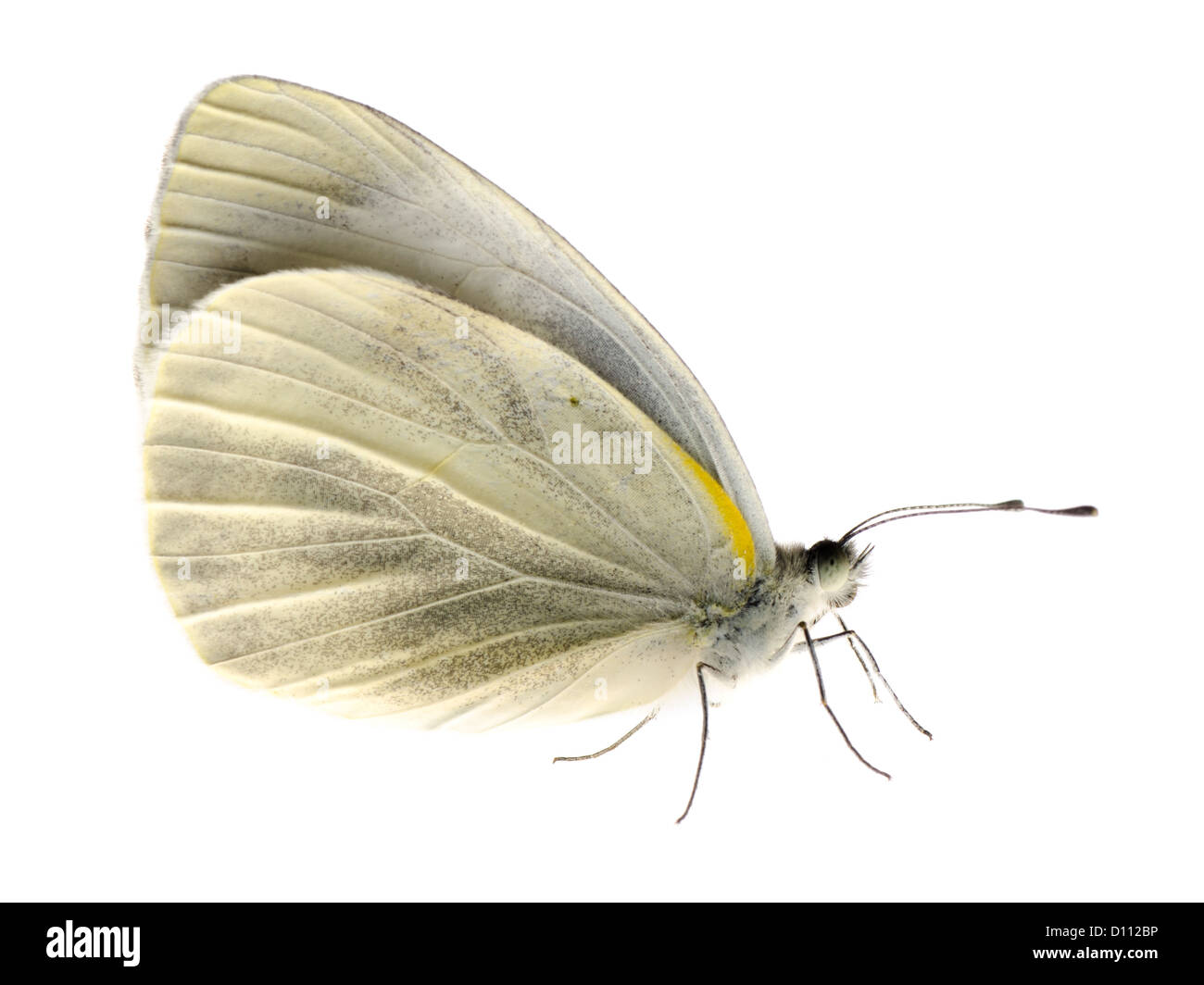 insect small white butterfly isolated Stock Photo - Alamy
