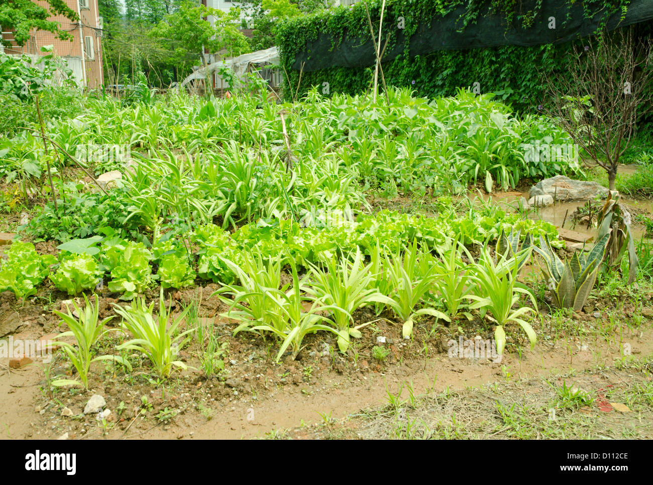 agriculture vegetable garden farm Stock Photo - Alamy