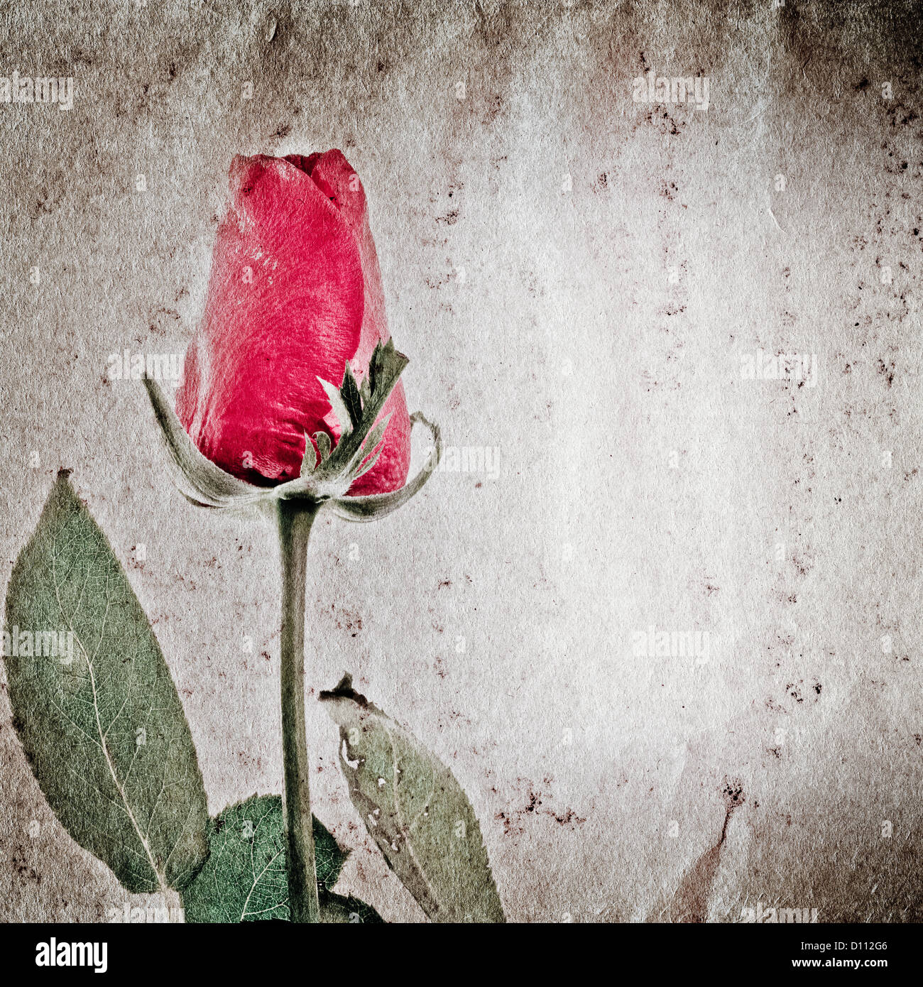 red rose flower old grunge paper texture background Stock Photo - Alamy