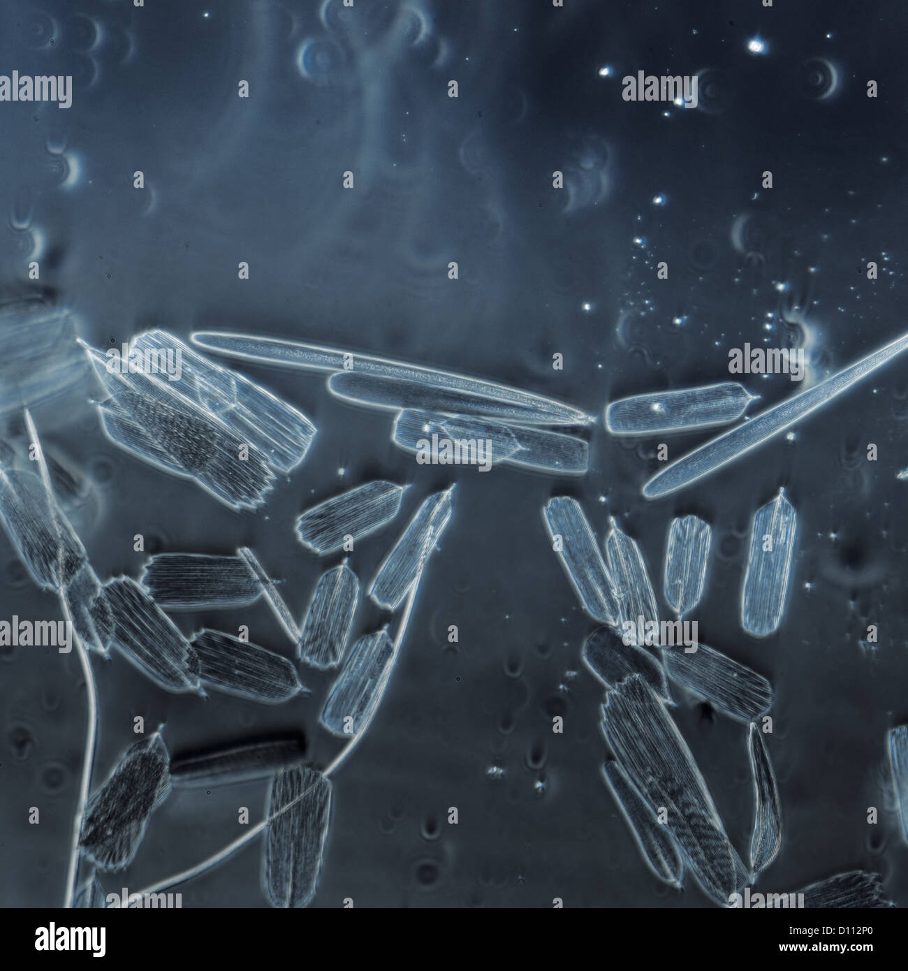 Scale insect hi-res stock photography and images - Alamy