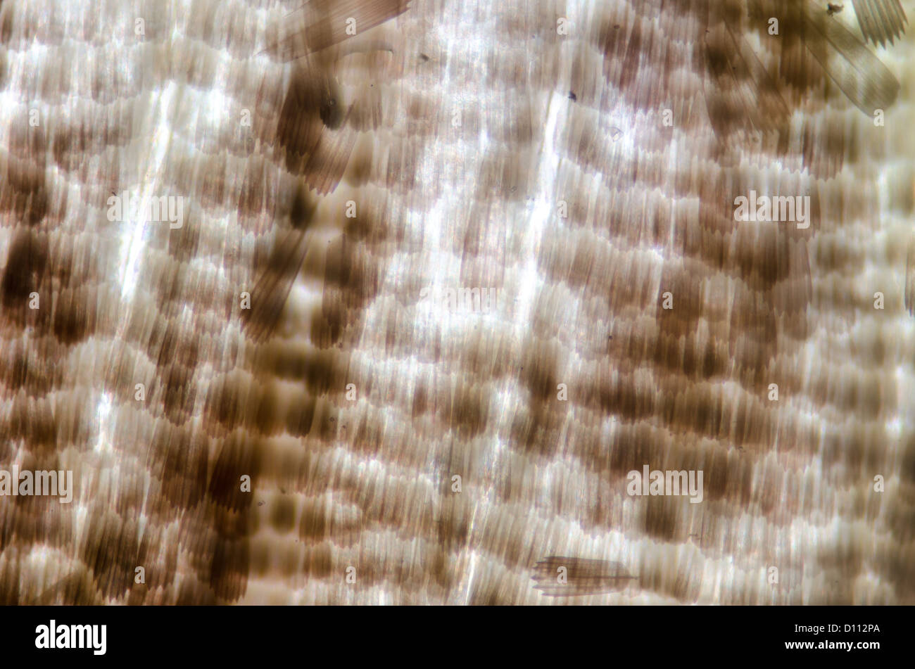 moth wing micrograph, 100X Stock Photo - Alamy