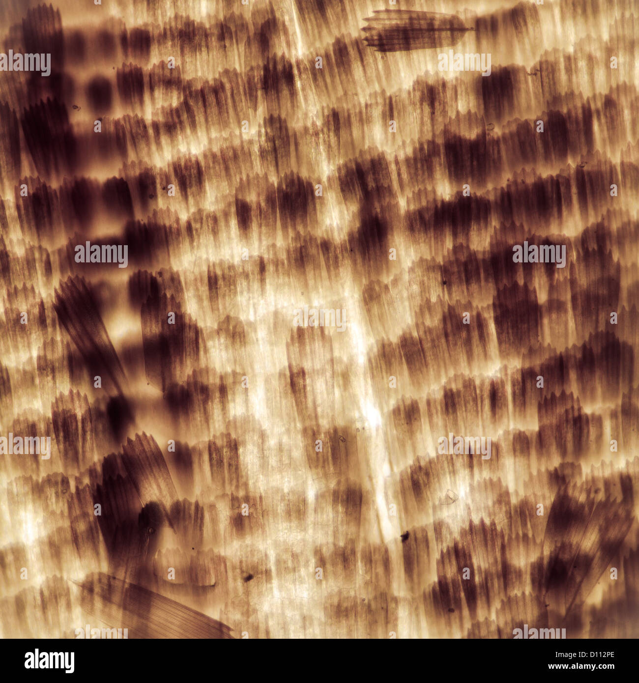 Moth wing micrograph hi-res stock photography and images - Alamy