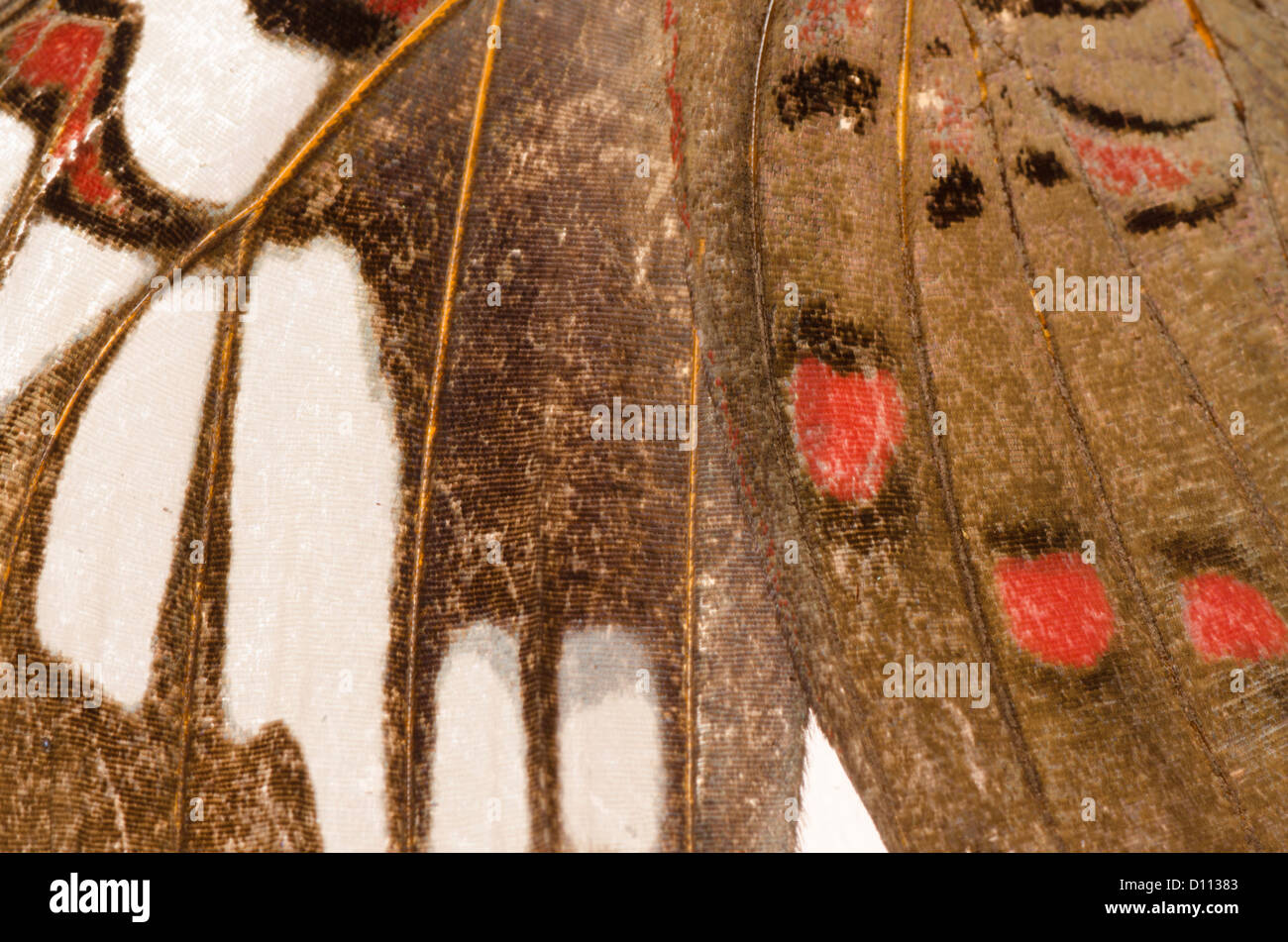 butterfly wing detail pattern texture background Stock Photo - Alamy