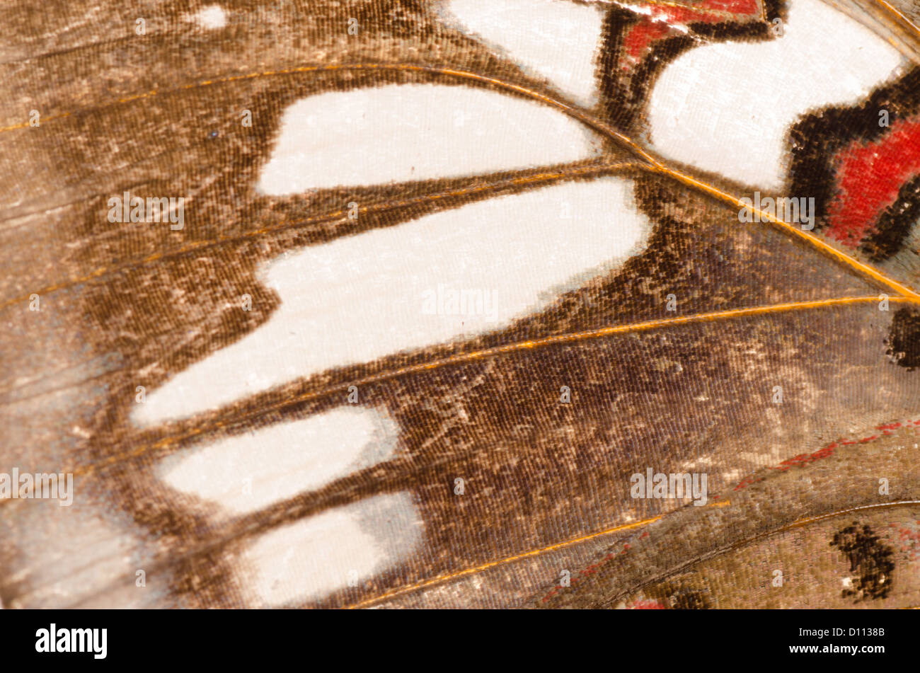 butterfly wing detail pattern texture background Stock Photo - Alamy