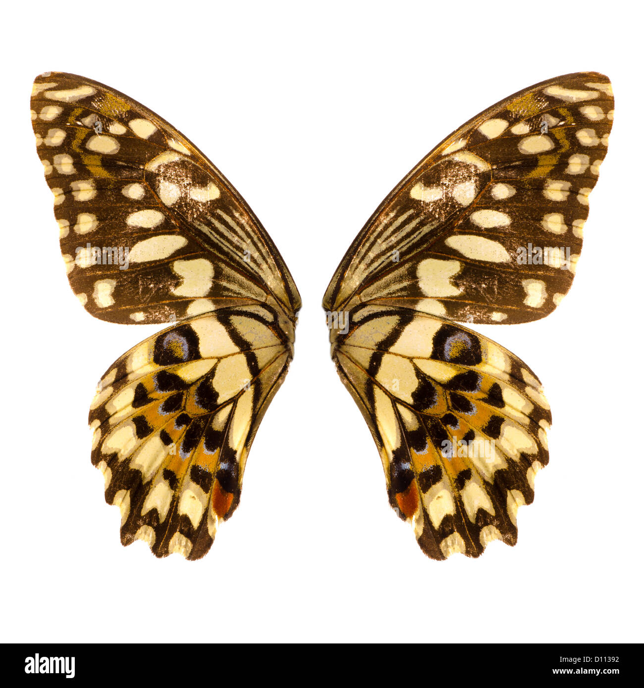 Bright orange butterfly on Cut Out Stock Images & Pictures - Alamy