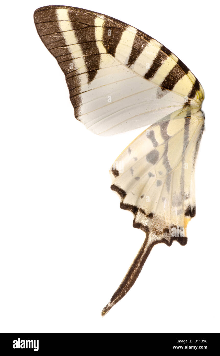 butterfly wing isolated on white Stock Photo - Alamy
