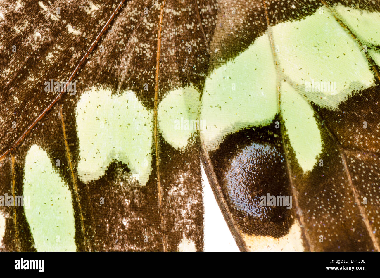 butterfly wing detail pattern texture background Stock Photo - Alamy