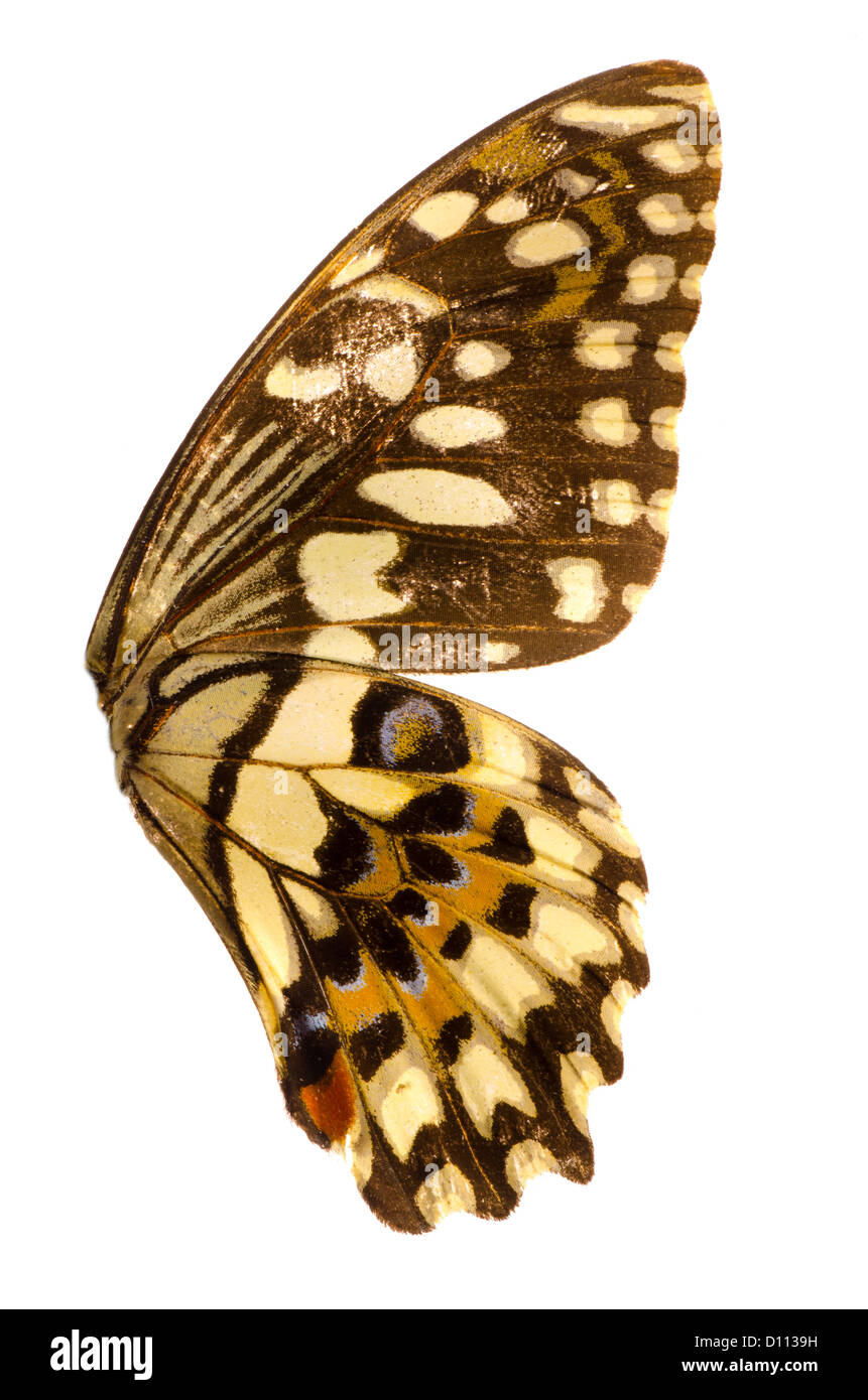 Butterfly wing detail hi-res stock photography and images - Alamy