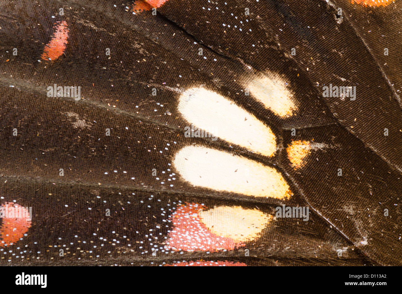 butterfly wing detail pattern texture background Stock Photo - Alamy