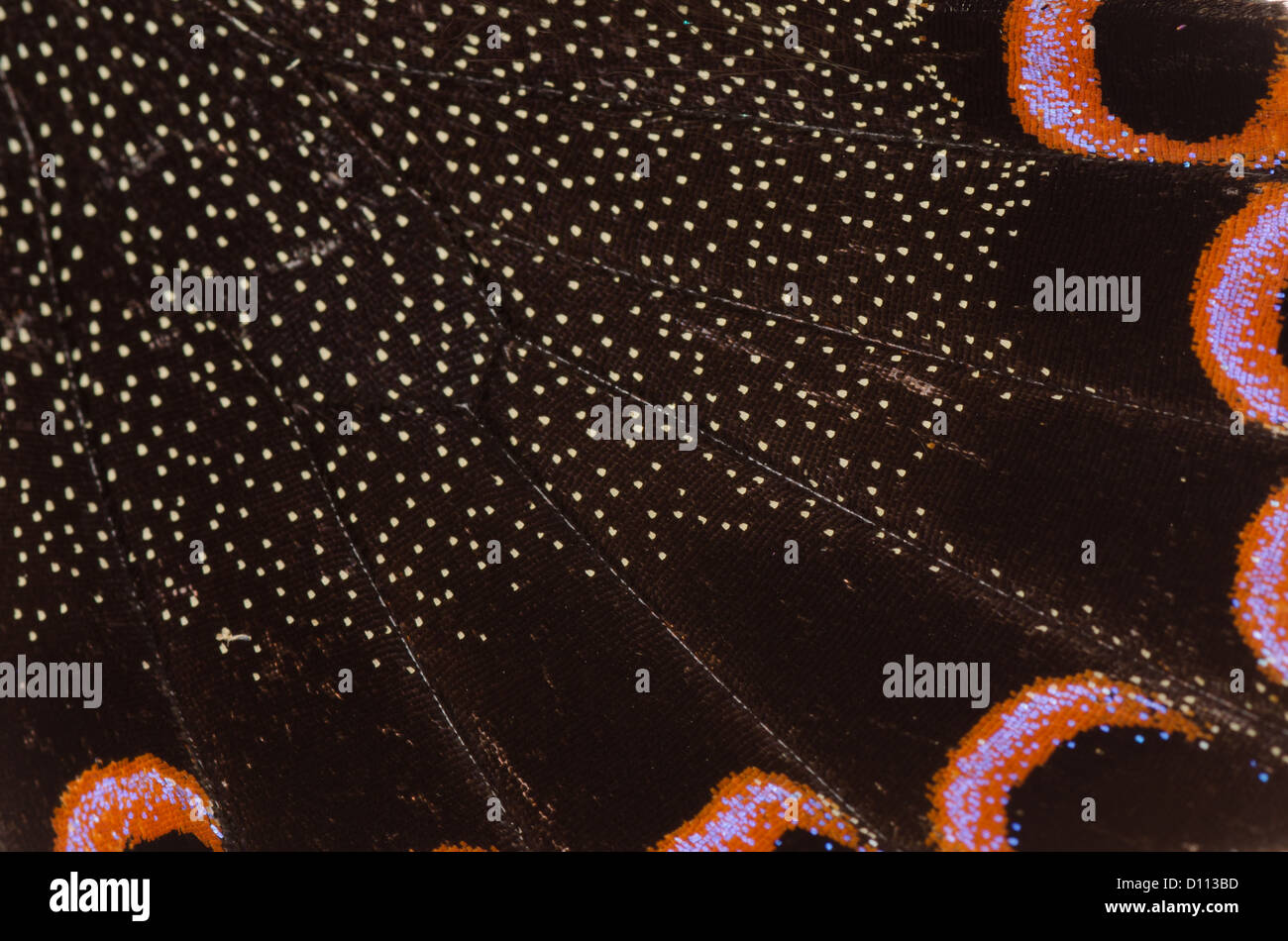 Butterfly Wing Detail High Resolution Stock Photography and Images - Alamy