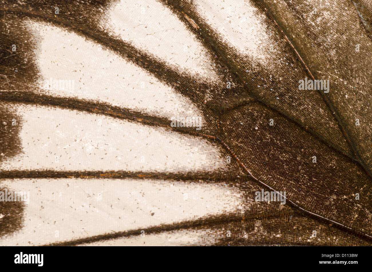 butterfly wing detail pattern texture background Stock Photo - Alamy