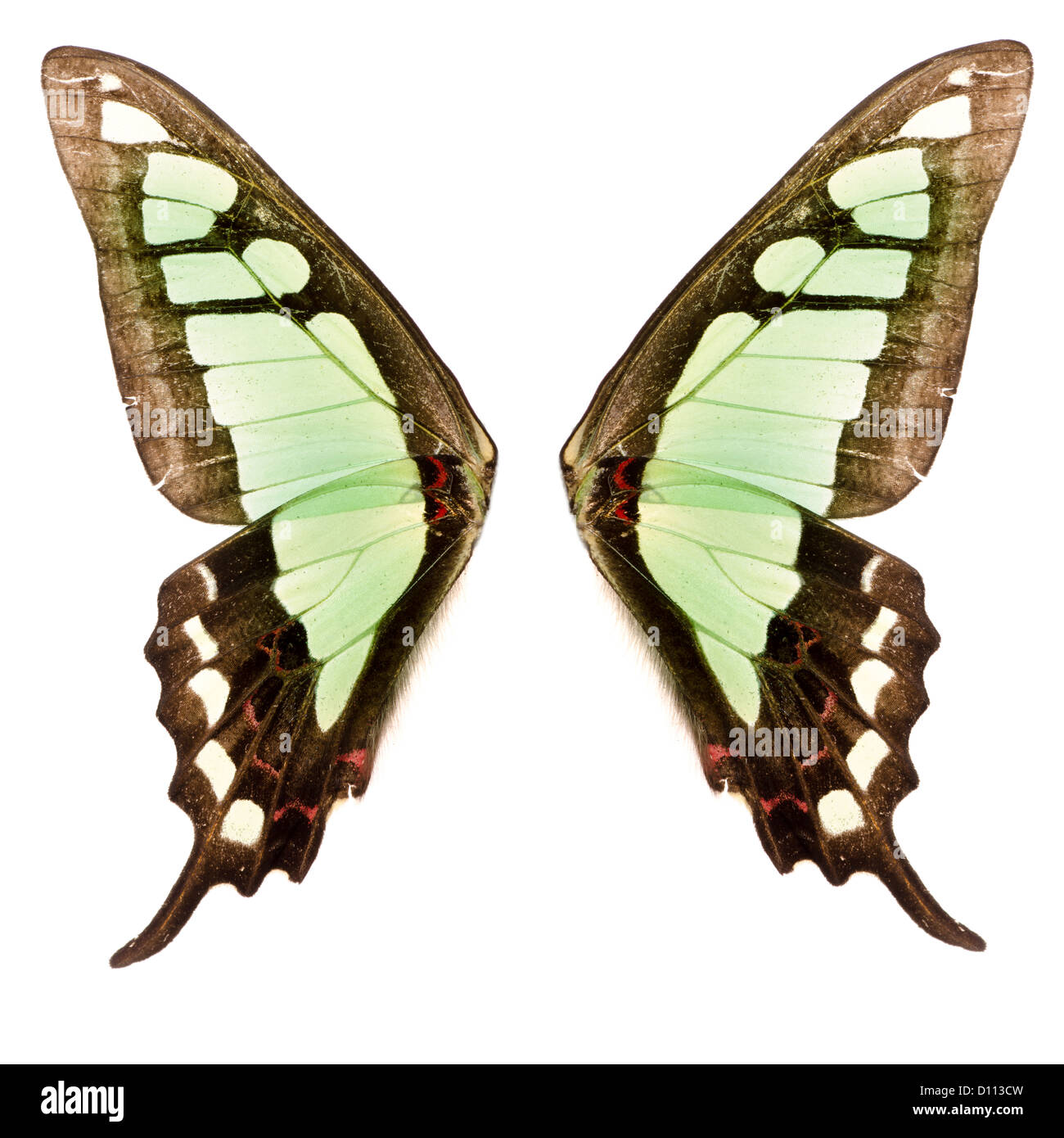 butterfly wing isolated on white Stock Photo - Alamy