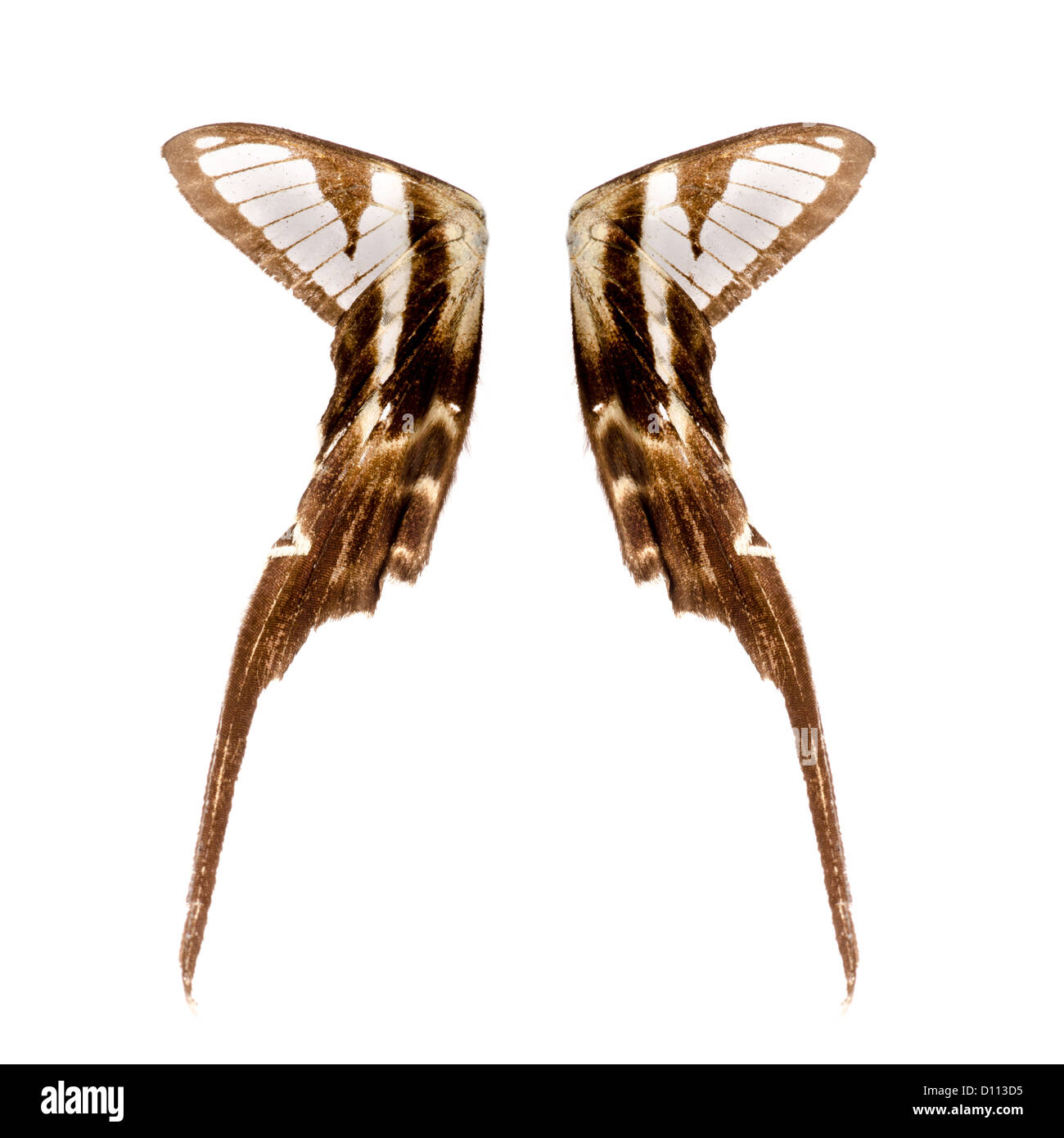 butterfly wing isolated on white Stock Photo - Alamy