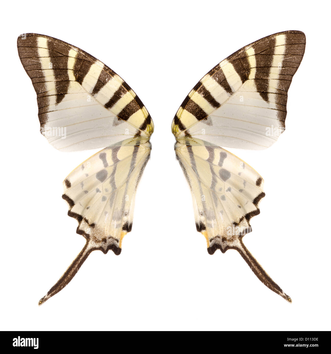 butterfly wing isolated on white Stock Photo - Alamy