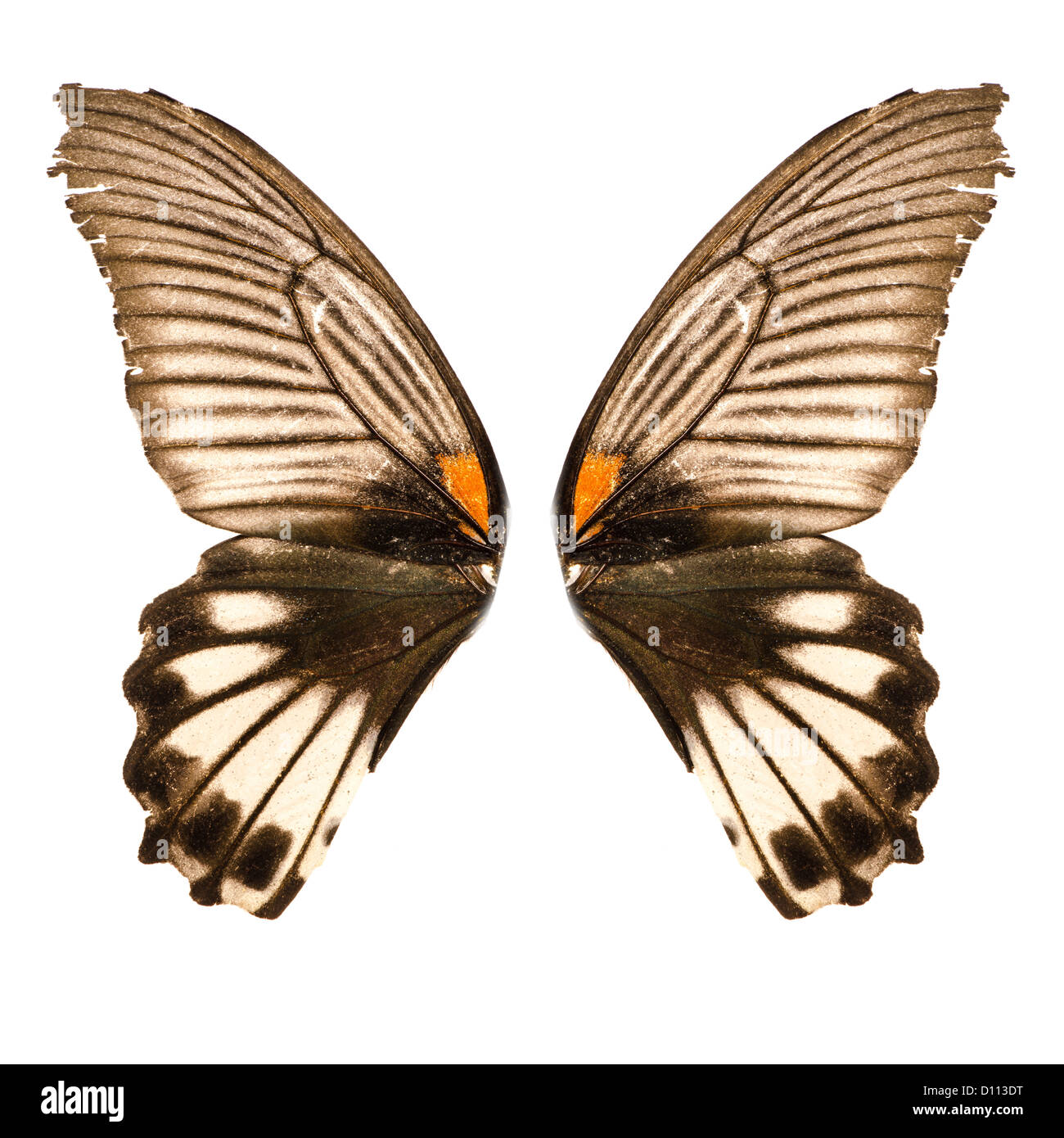 butterfly wing isolated on white Stock Photo - Alamy