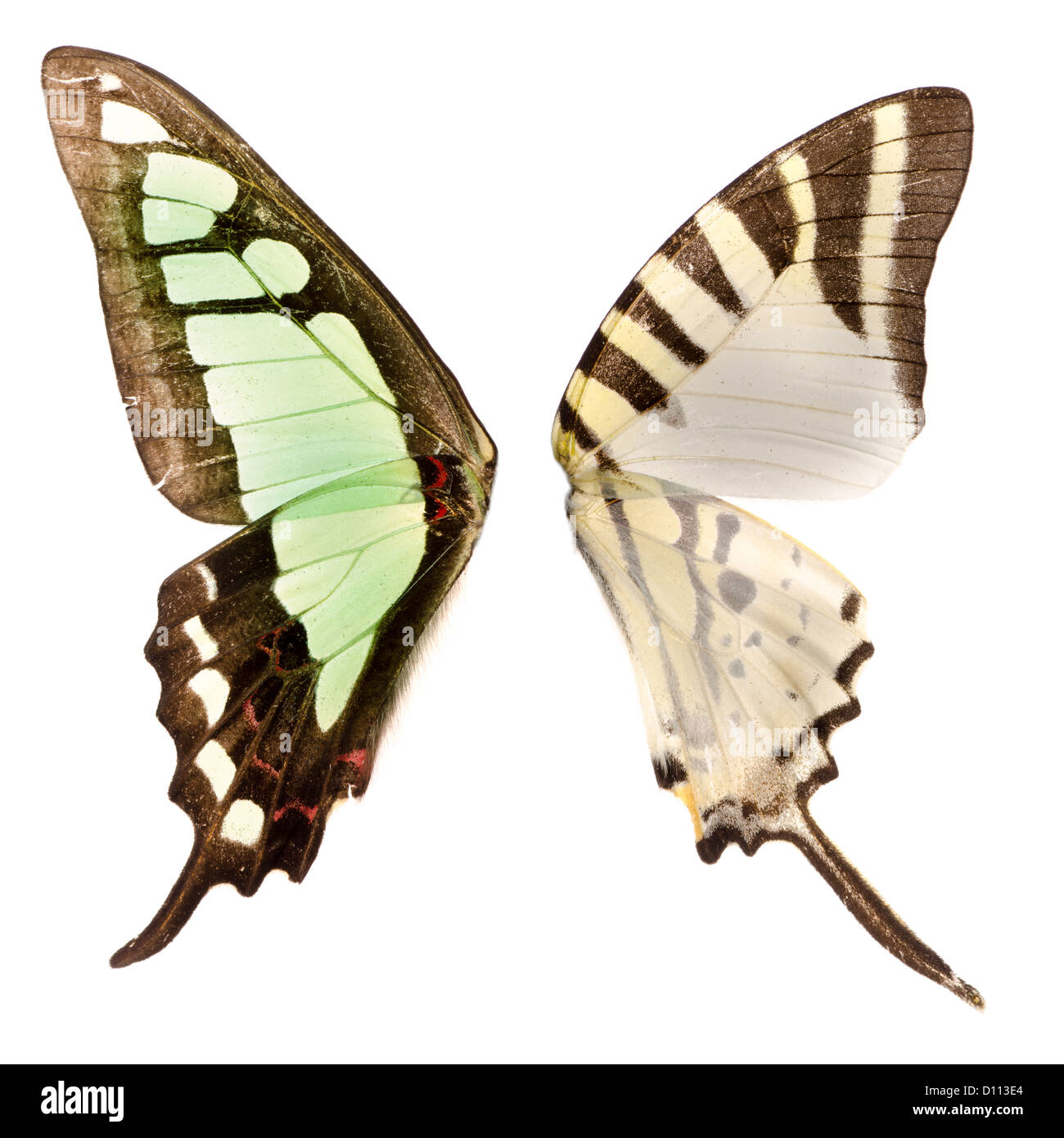 butterfly wing isolated on white Stock Photo - Alamy