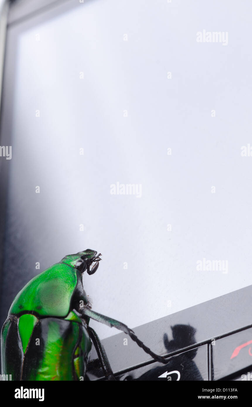 beetle looking at cell phone screen abstract concept Stock Photo - Alamy