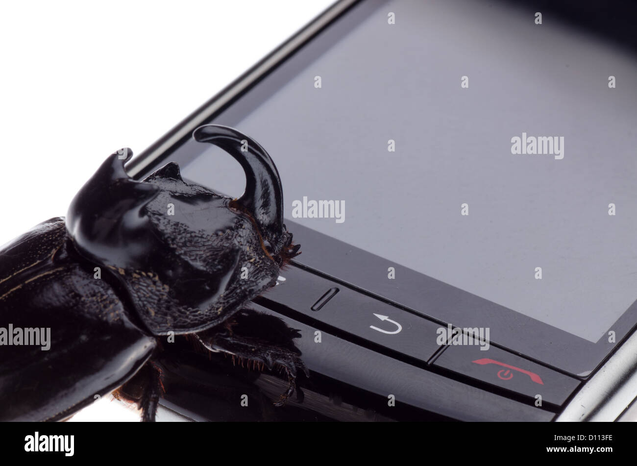 beetle looking at cell phone screen abstract concept Stock Photo - Alamy
