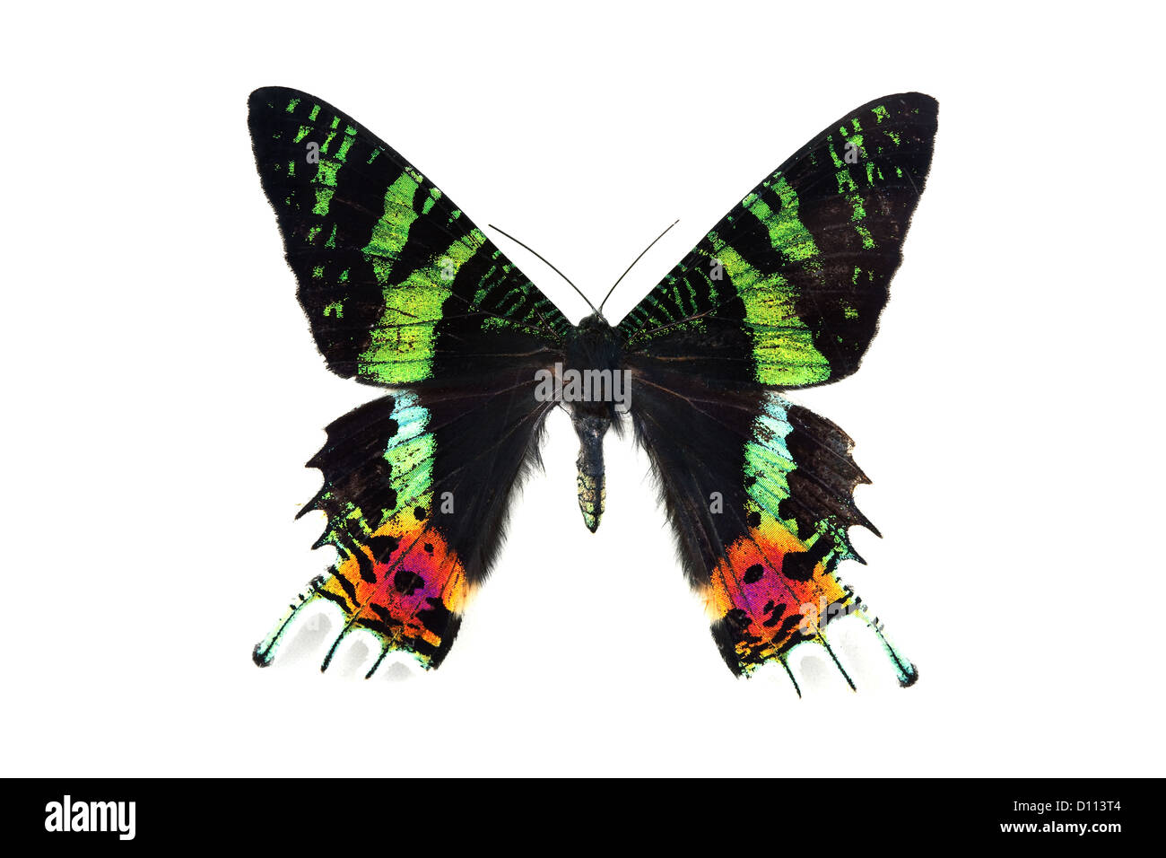 Butterfly series - Rare Beautiful Butterfly isolated on white ...