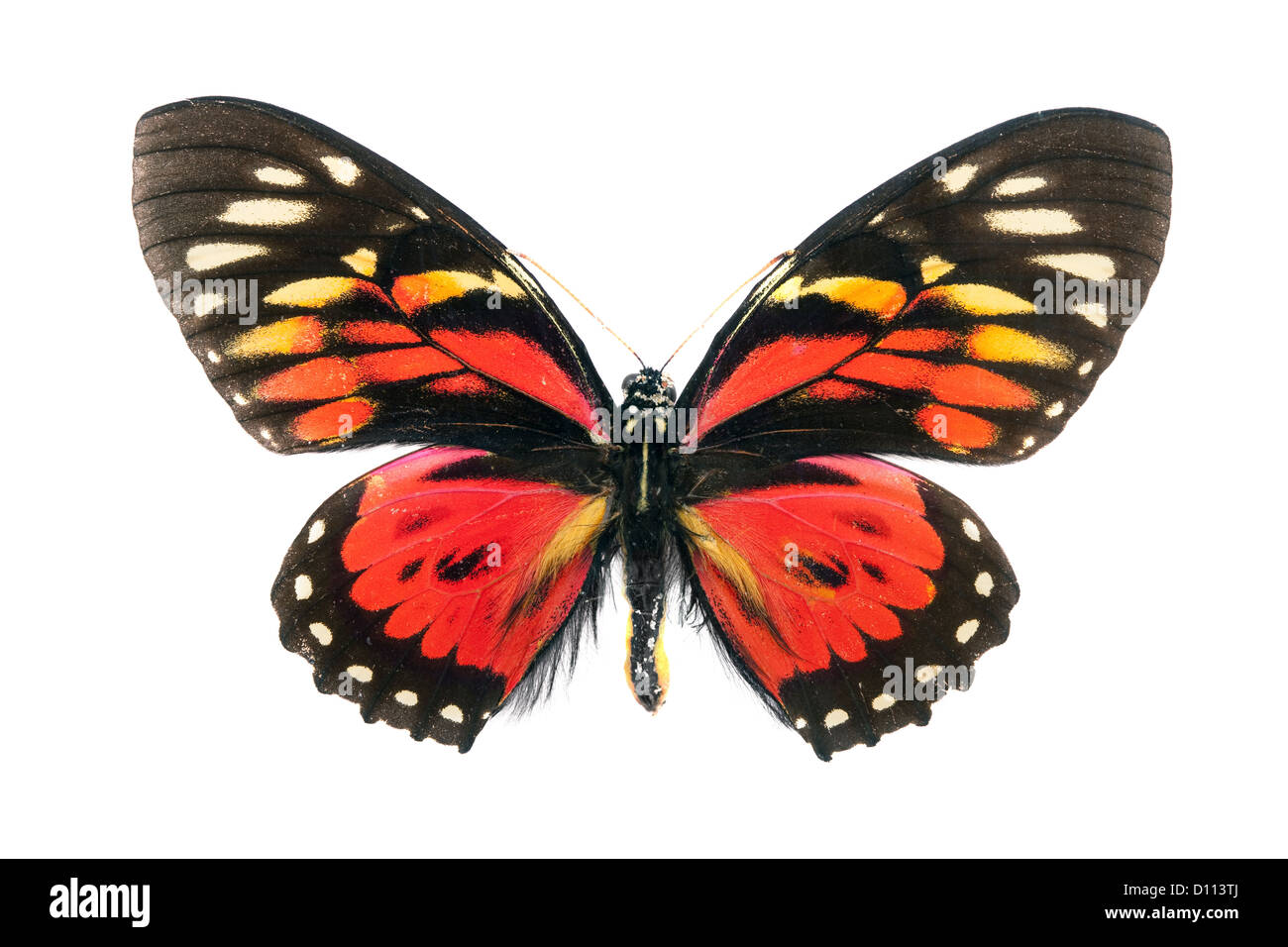 Butterfly series - Rare Beautiful Butterfly isolated on white ...