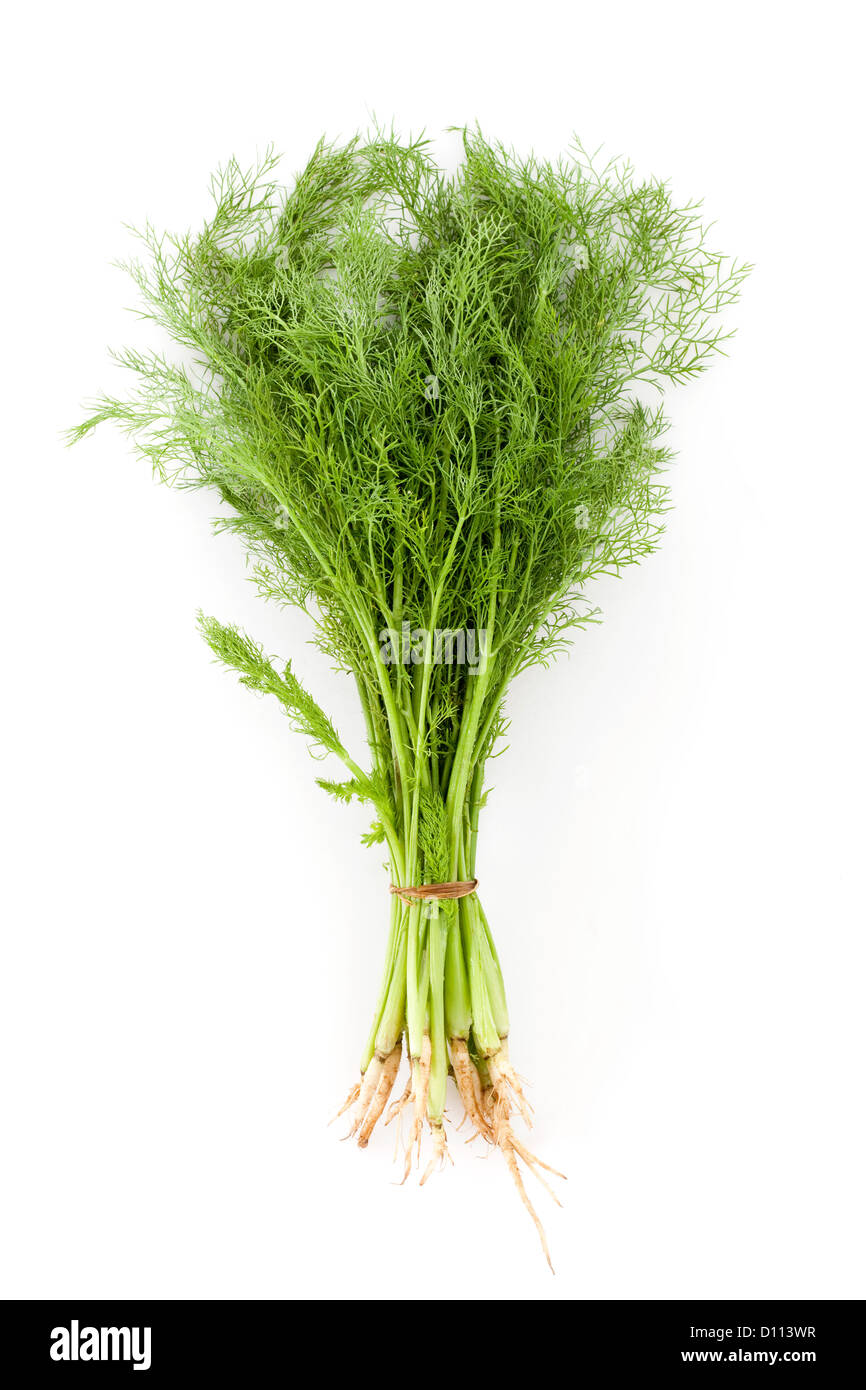 A bundle of fennel Stock Photo - Alamy