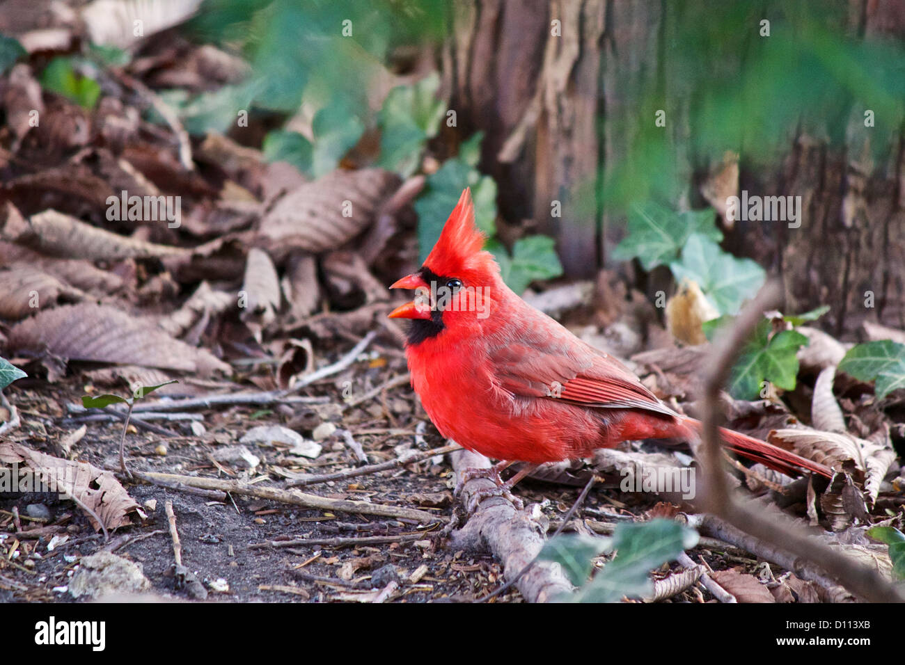 Male northern cardinal (Cardinalis cardinals) eating seed. Note massive ...